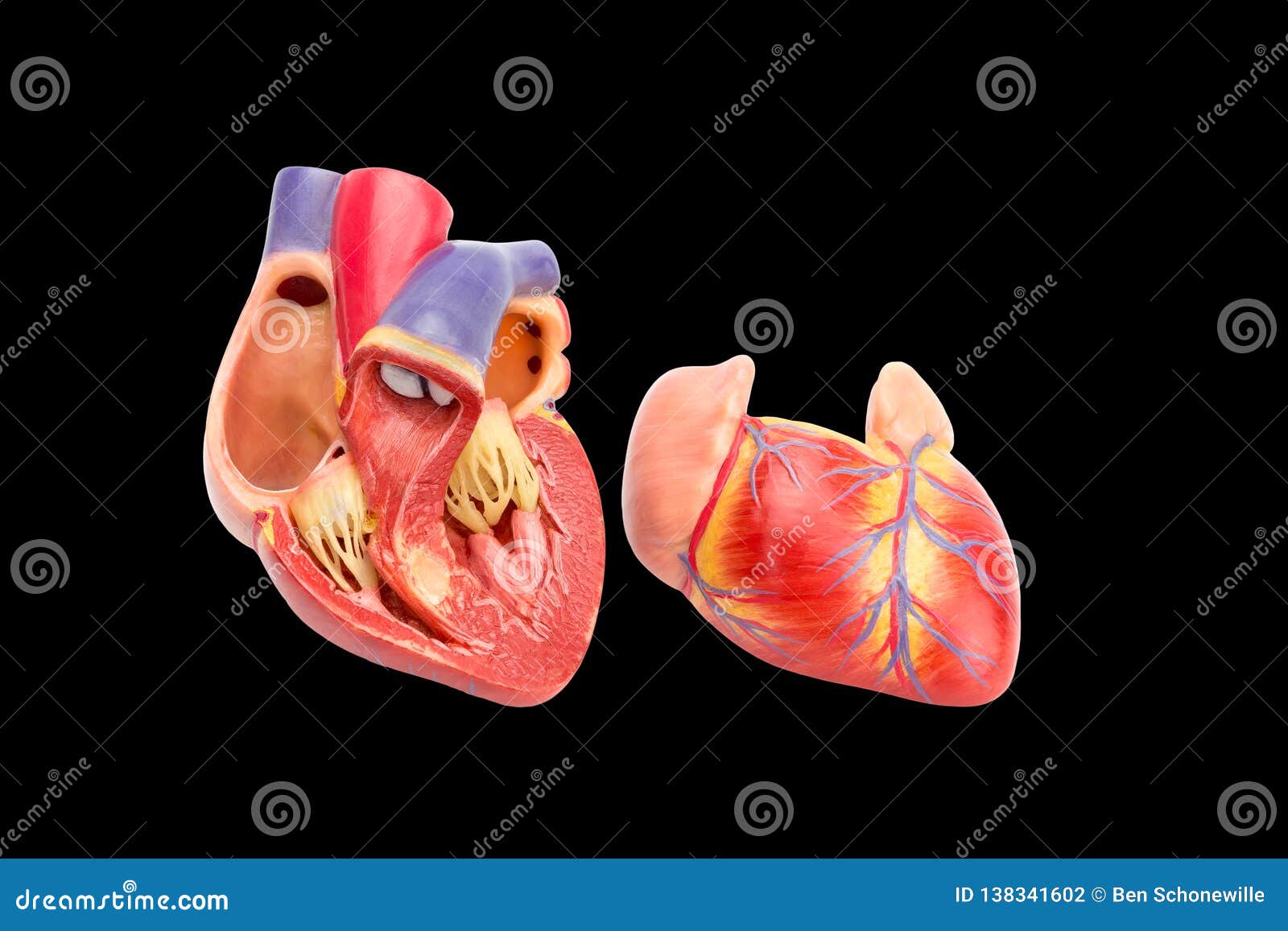 Heart Model Labeled