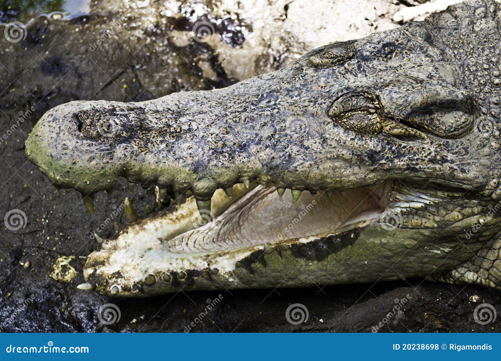 Open jaws crocodile stock photo. Image of leather, massive - 20238698