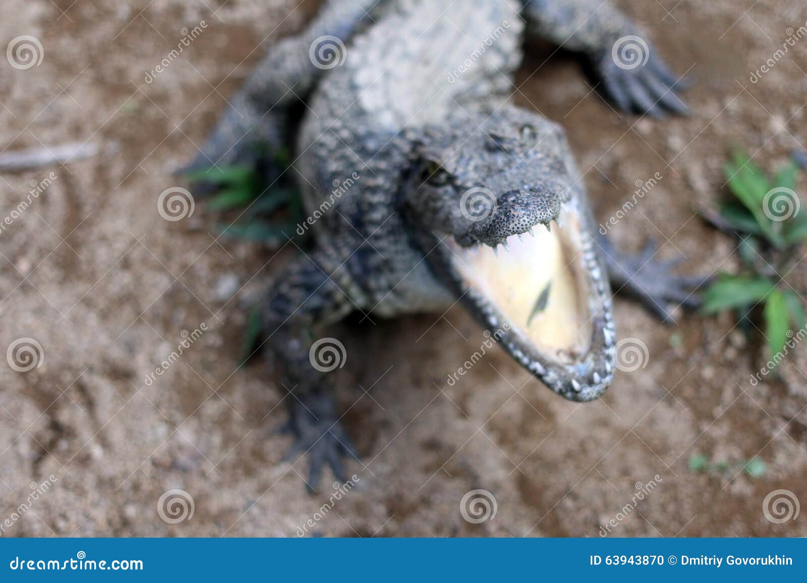 Open the Jaws of a Crocodile. Stock Photo - Image of predator, croc ...