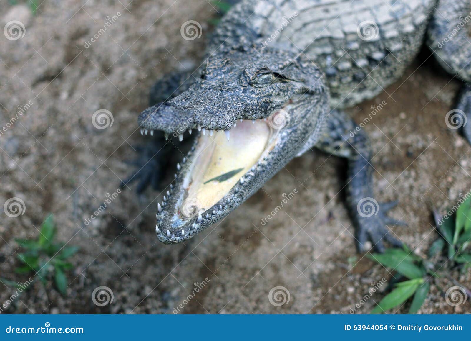 Open the Jaws of a Crocodile. Stock Photo - Image of crocodile ...