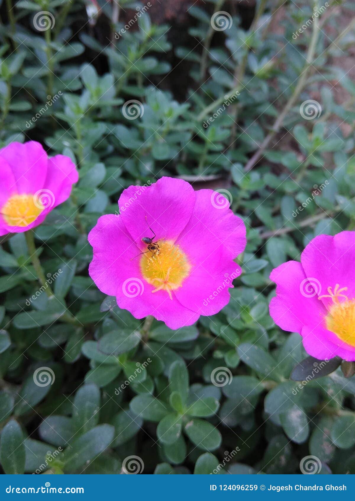 9 o clock flower stock image. Image of flower, clock - 124096259