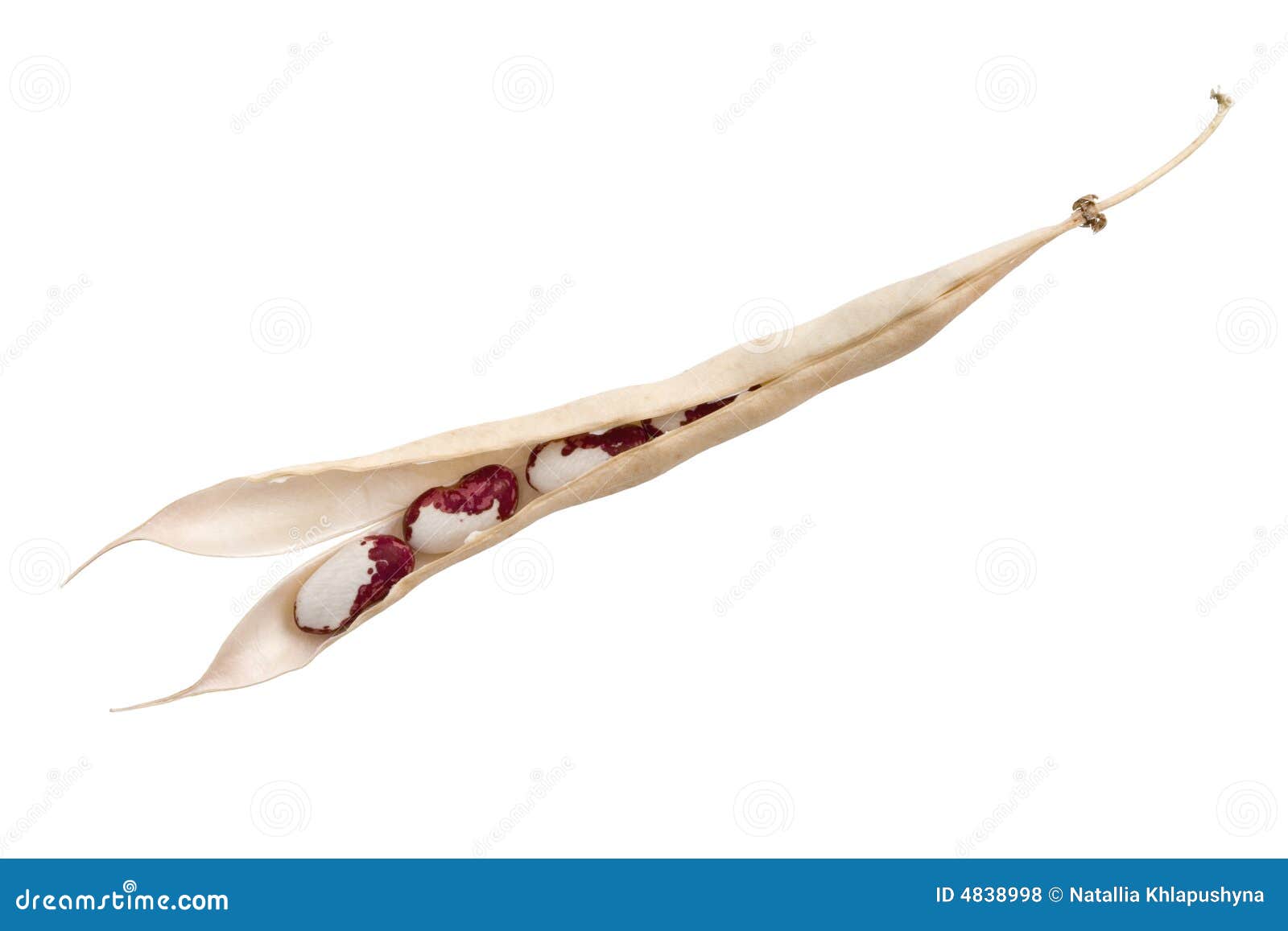 Kidney Bean Petiole Cross Section Stock Photography | CartoonDealer.com ...