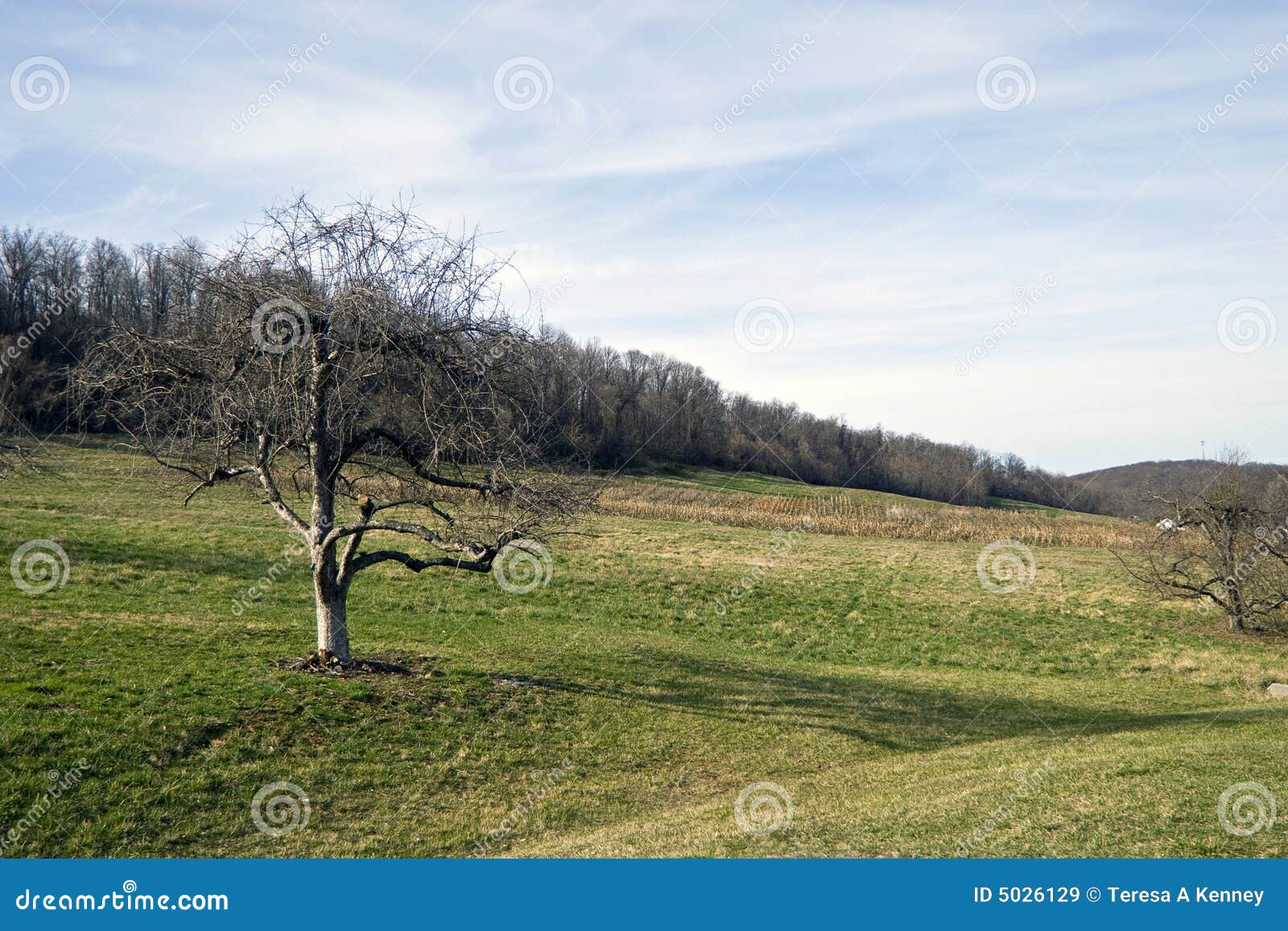 Open Landschap stock afbeelding. Image of bebost, solitair - 5026129