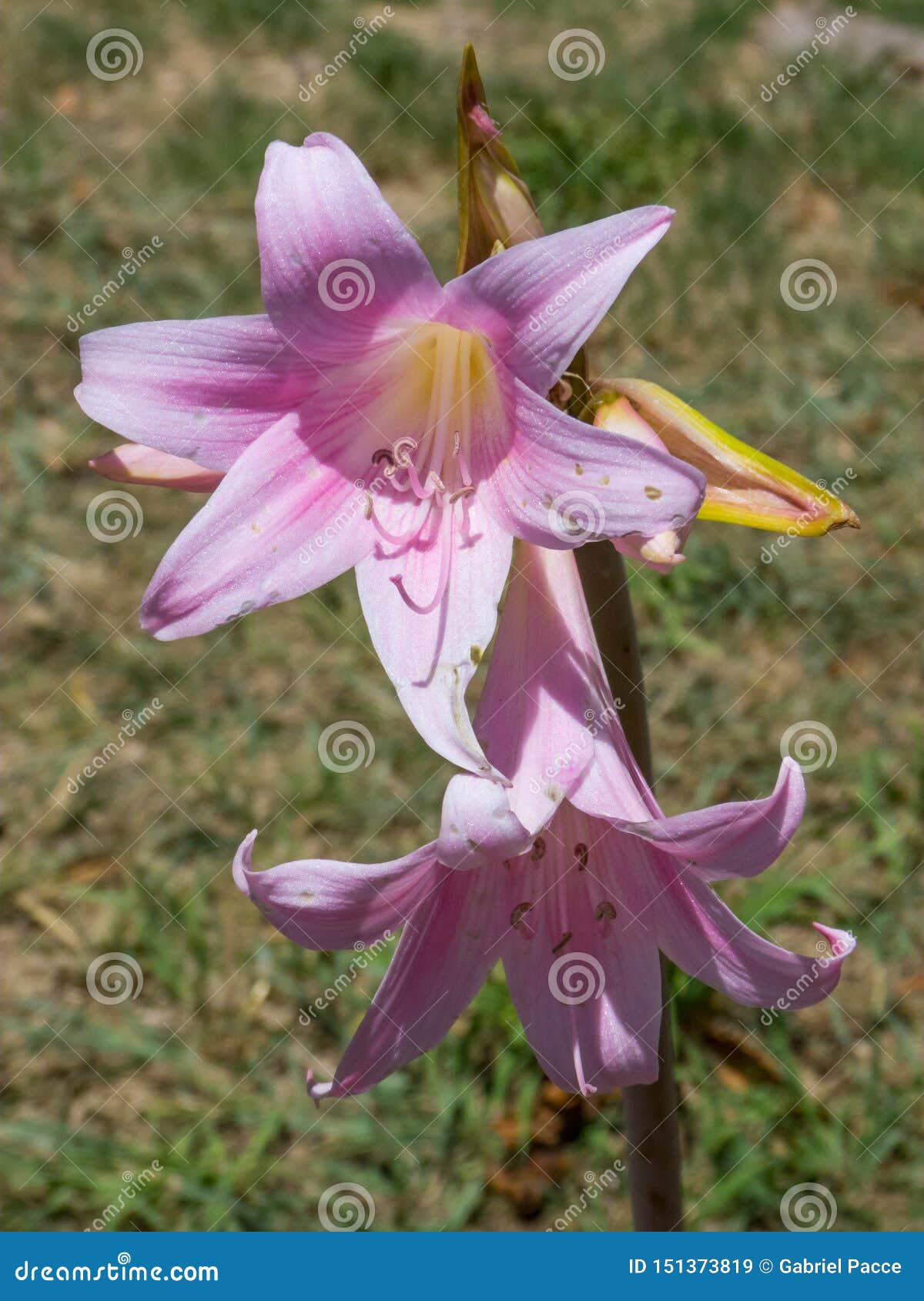 Open lily in the summer stock image. Image of delicate - 151373819
