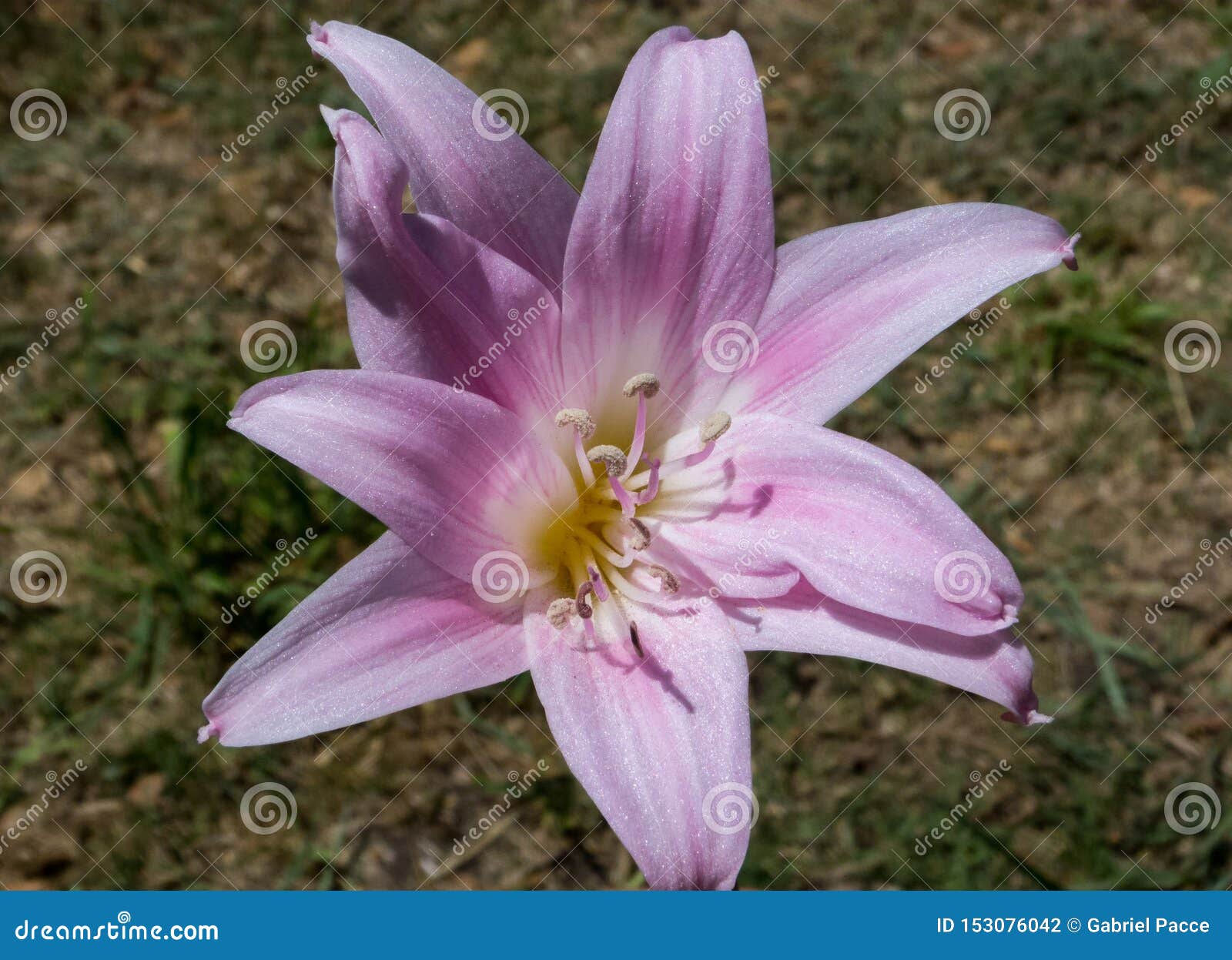 Open lily in the summer stock photo. Image of spring - 153076042