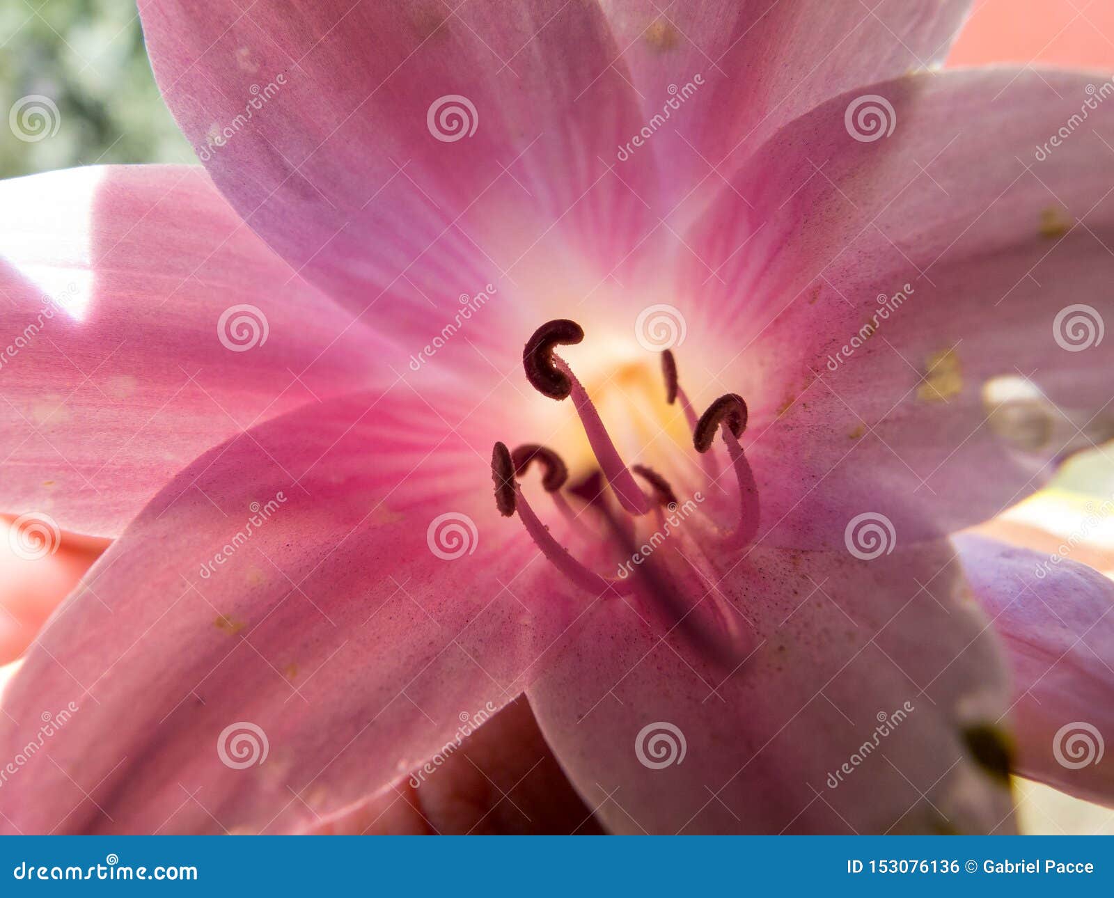 Open lily in the summer stock photo. Image of naturally - 153076136