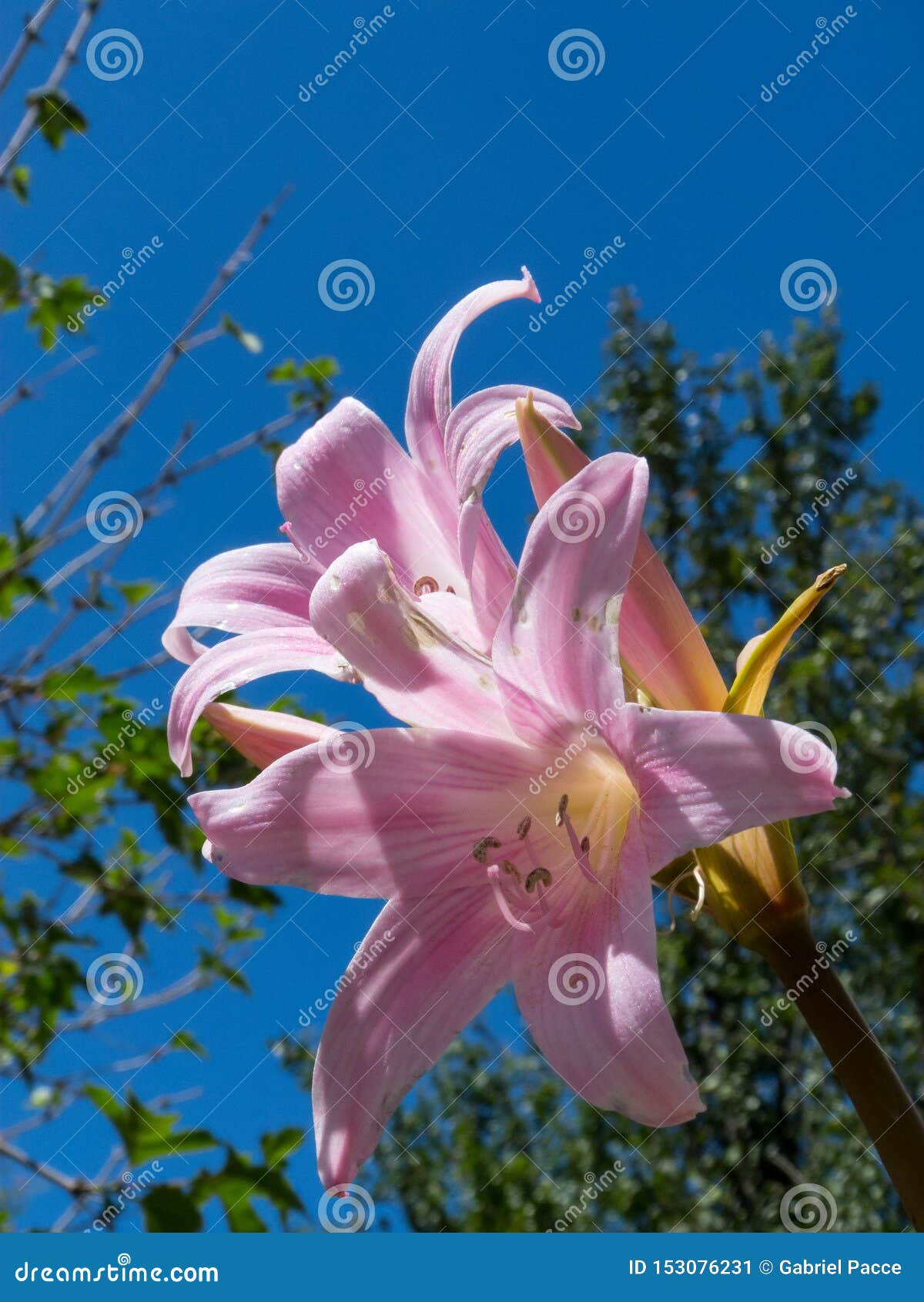 Open lily in the summer stock image. Image of detail - 153076231
