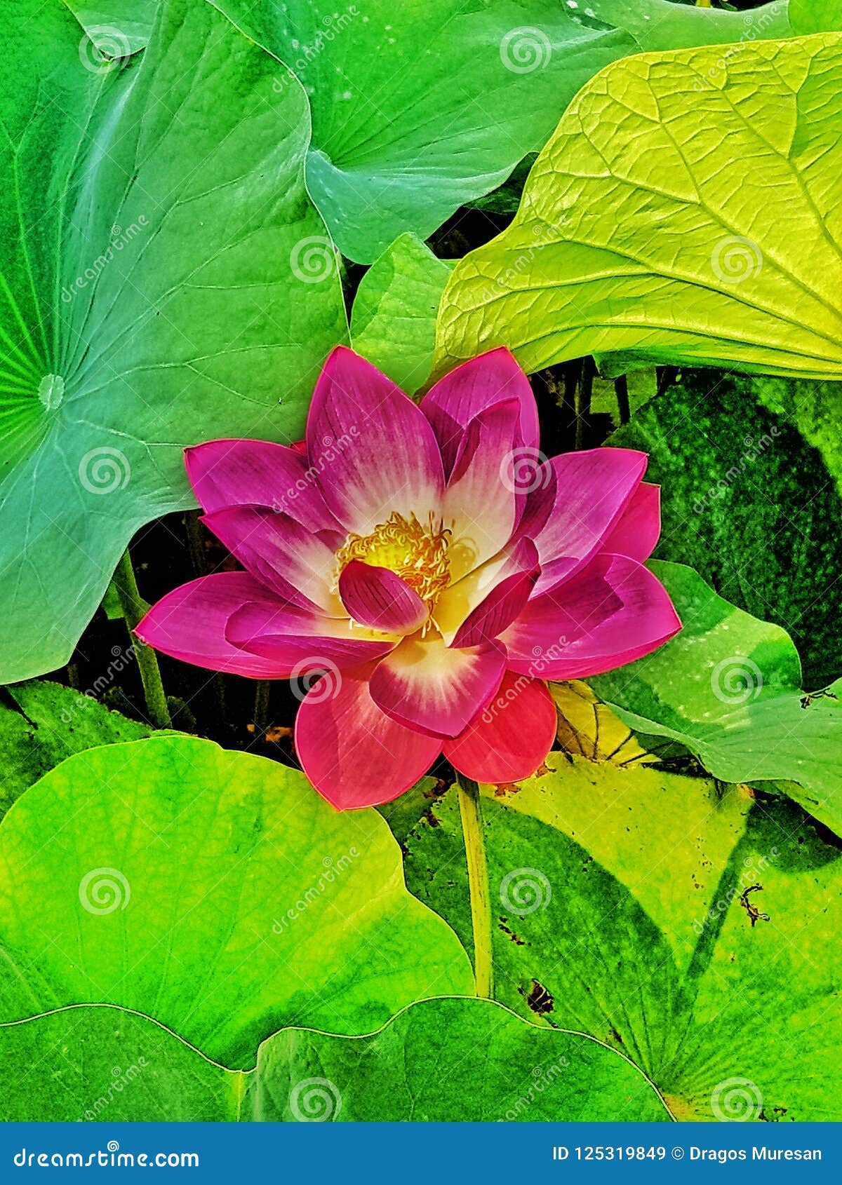 Open lotus flower stock image. Image of flower, colourful - 125319849