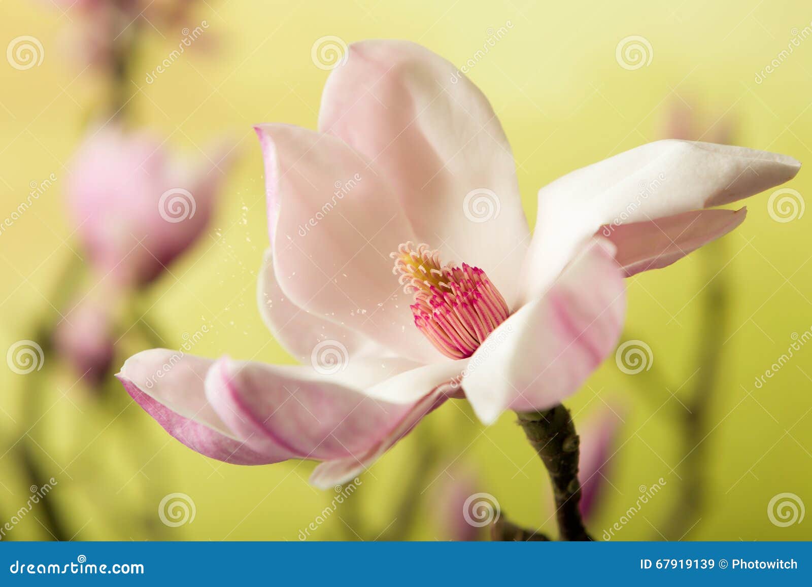 Open magnolia stock image. Image of blossom, flower, allergic - 67919139