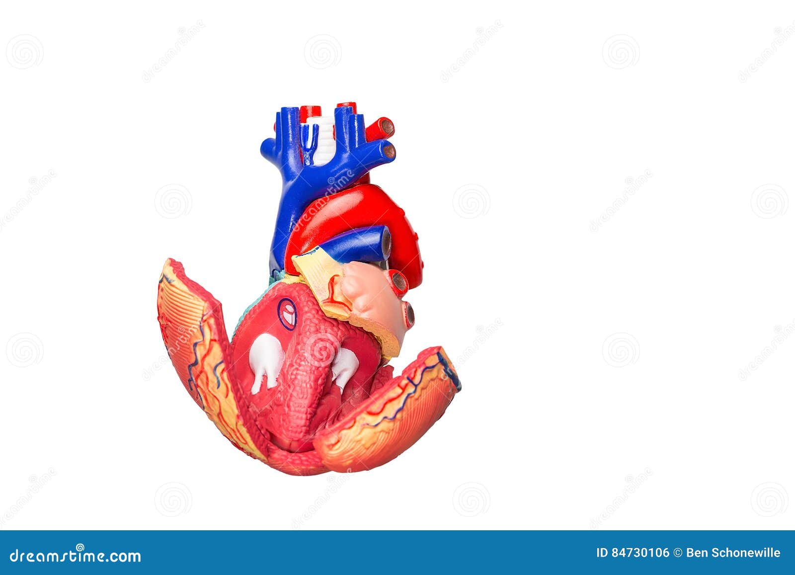 Open Model Human Heart on White Background Stock Photo - Image of ...