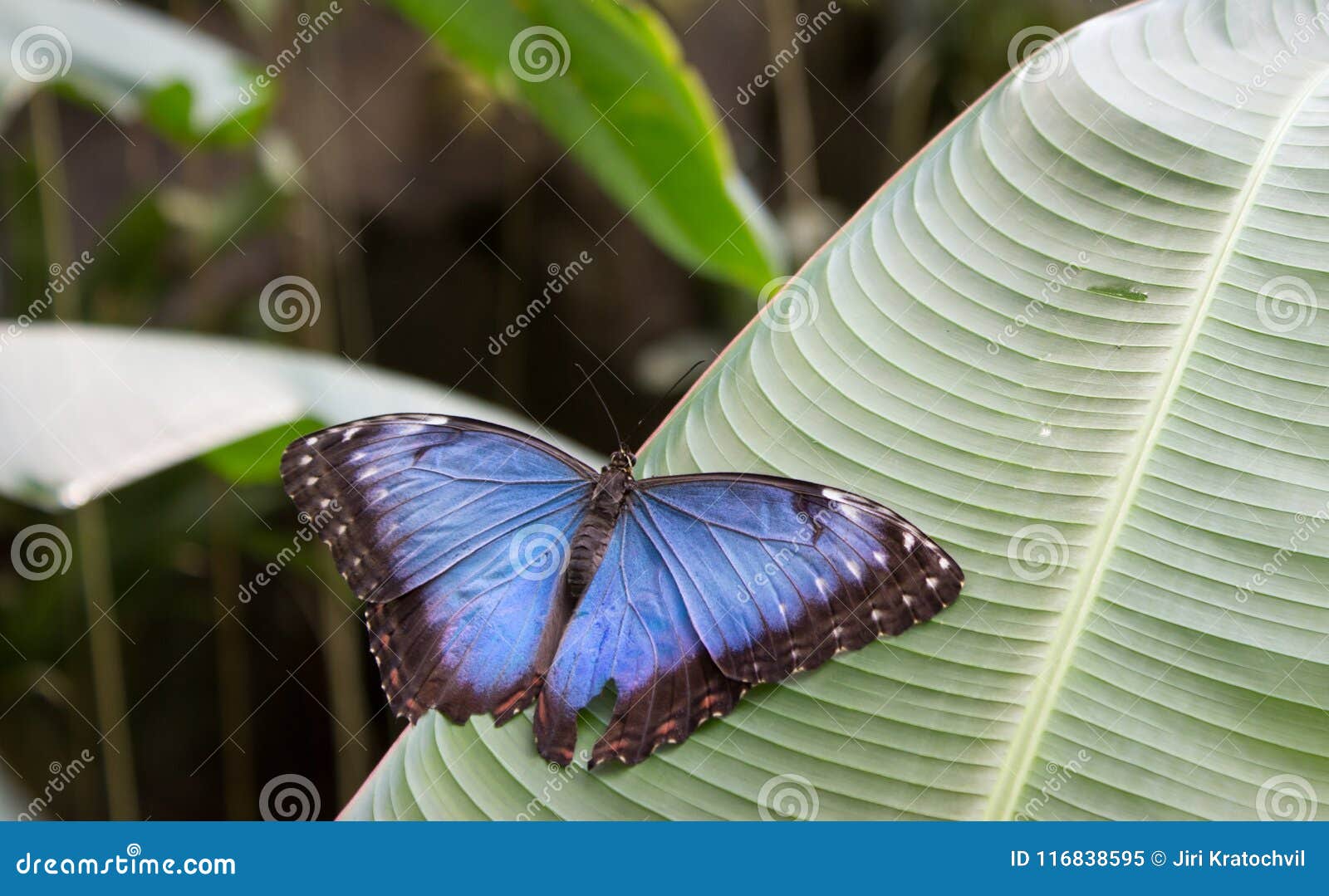 Open Morpho Peleides on Green Leaf Stock Image - Image of common ...