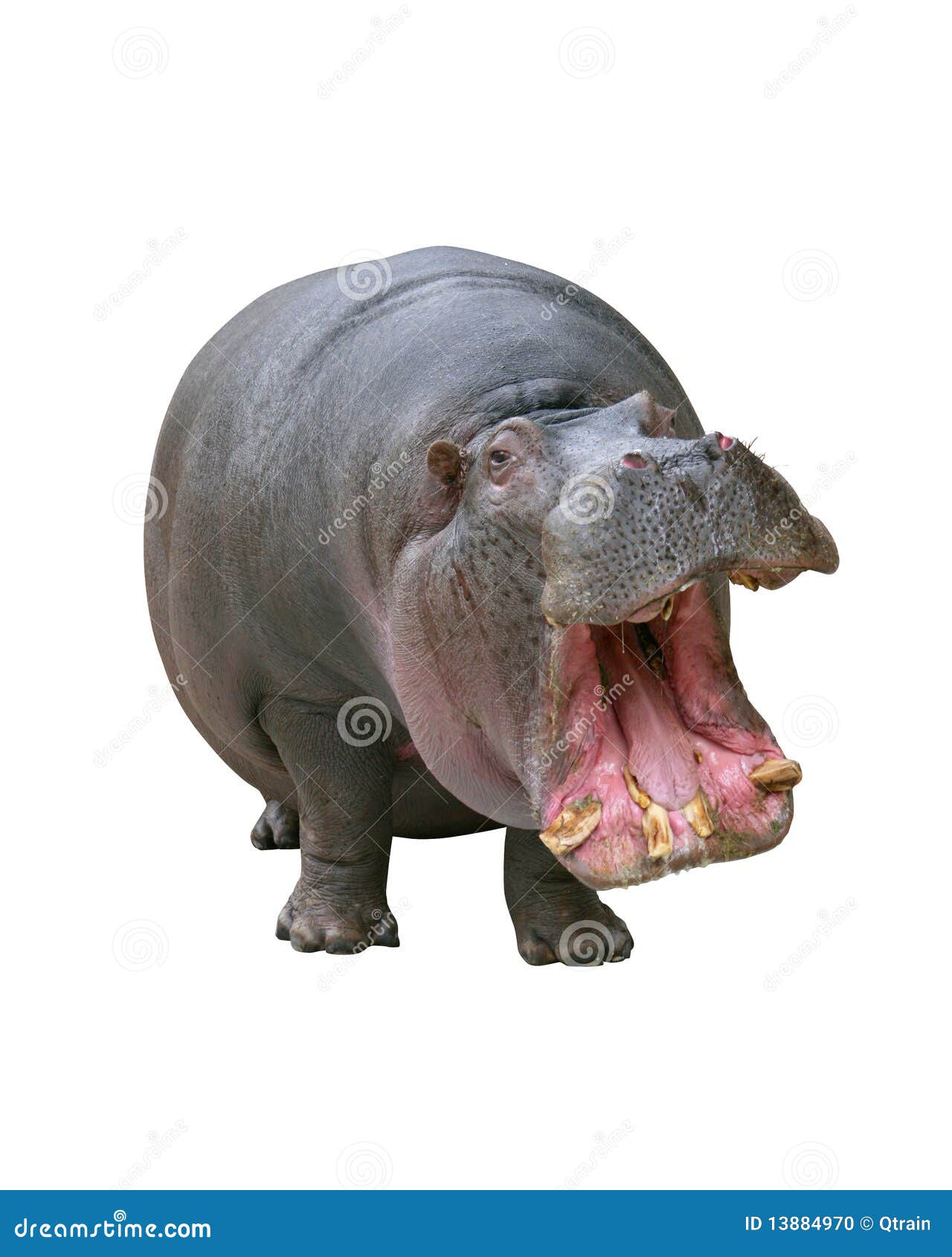 Mouse Hippo Photos - Free & Royalty-Free Stock Photos from Dreamstime