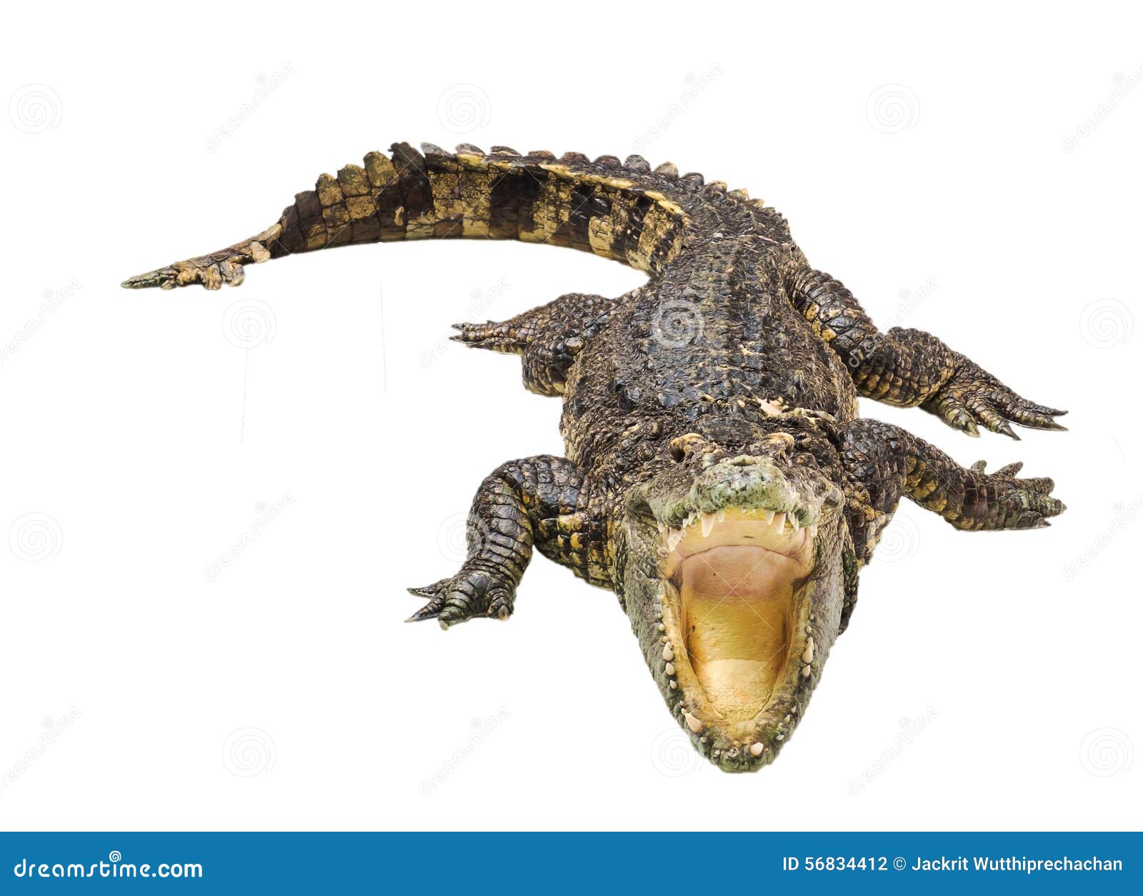 Open Mouth Crocodile Isolated on White Background Stock Photo - Image ...