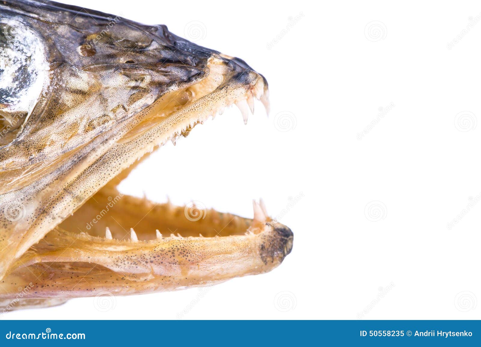 Open mouth dry fish stock image. Image of horizontal - 50558235