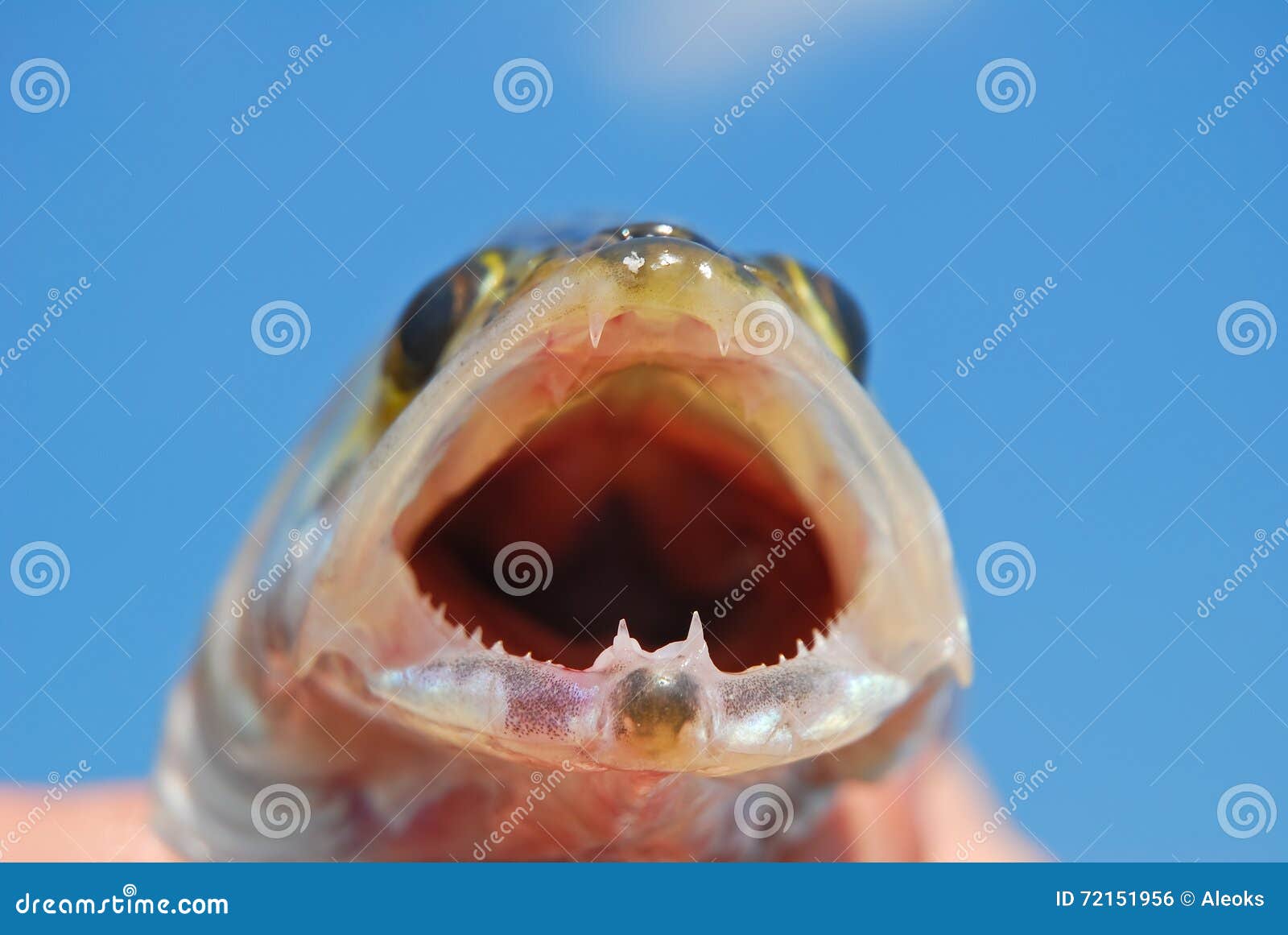 Open Mouth of Pike-perch Closeup Stock Photo - Image of boat, toothy ...