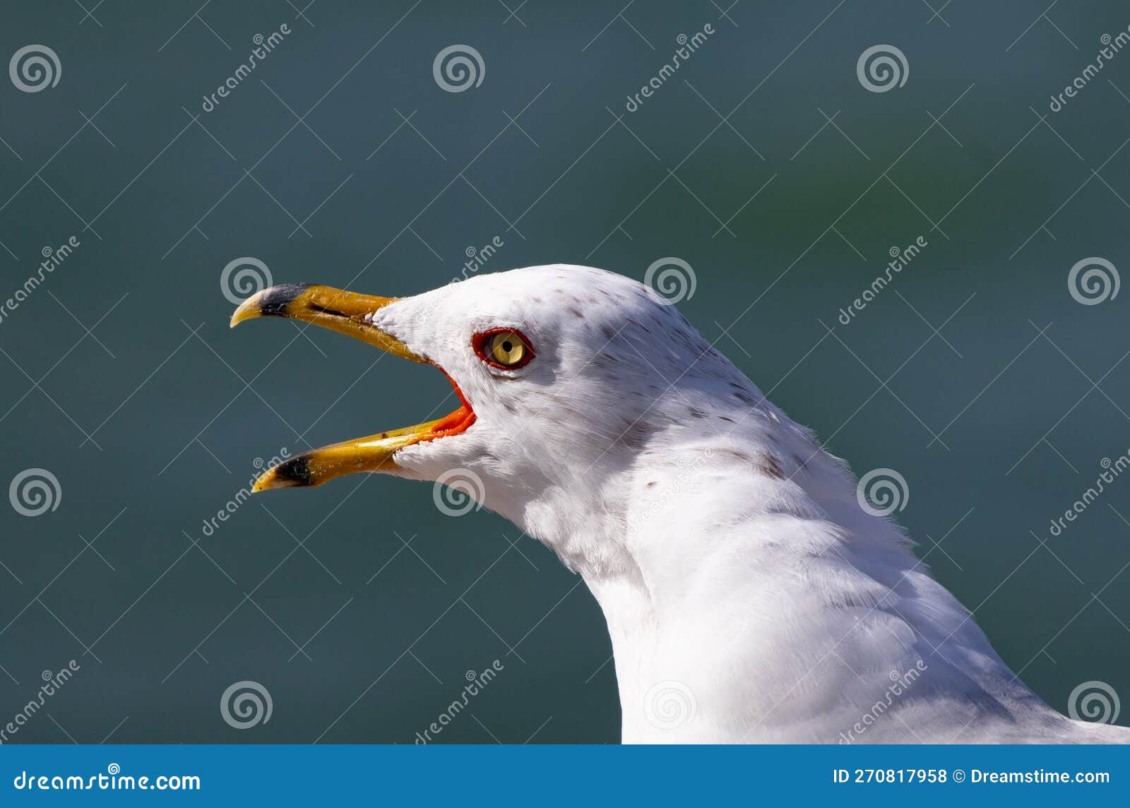 Open mouth seagull stock photo. Image of seagull, waves - 270817958