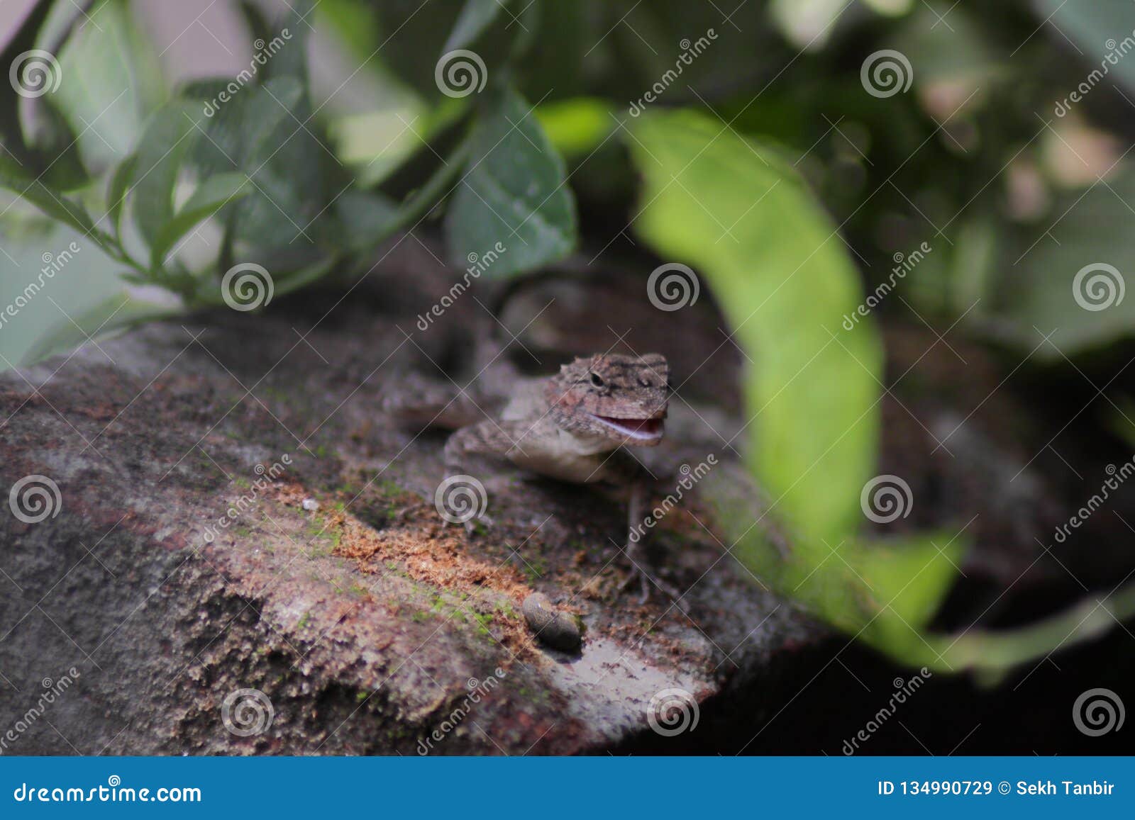 Open Mouth the Treelizard Wallpaper Stock Image - Image of single ...