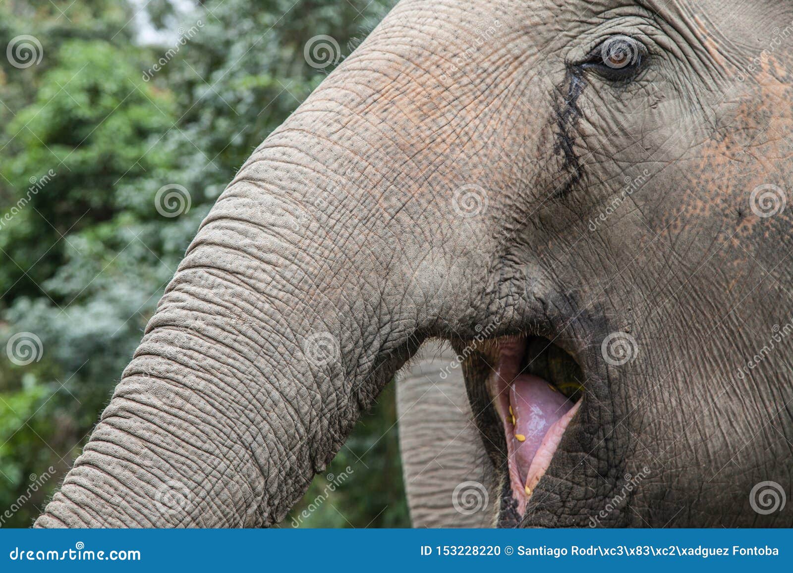 Open-mouthed Elephant stock photo. Image of scream, reserve - 153228220
