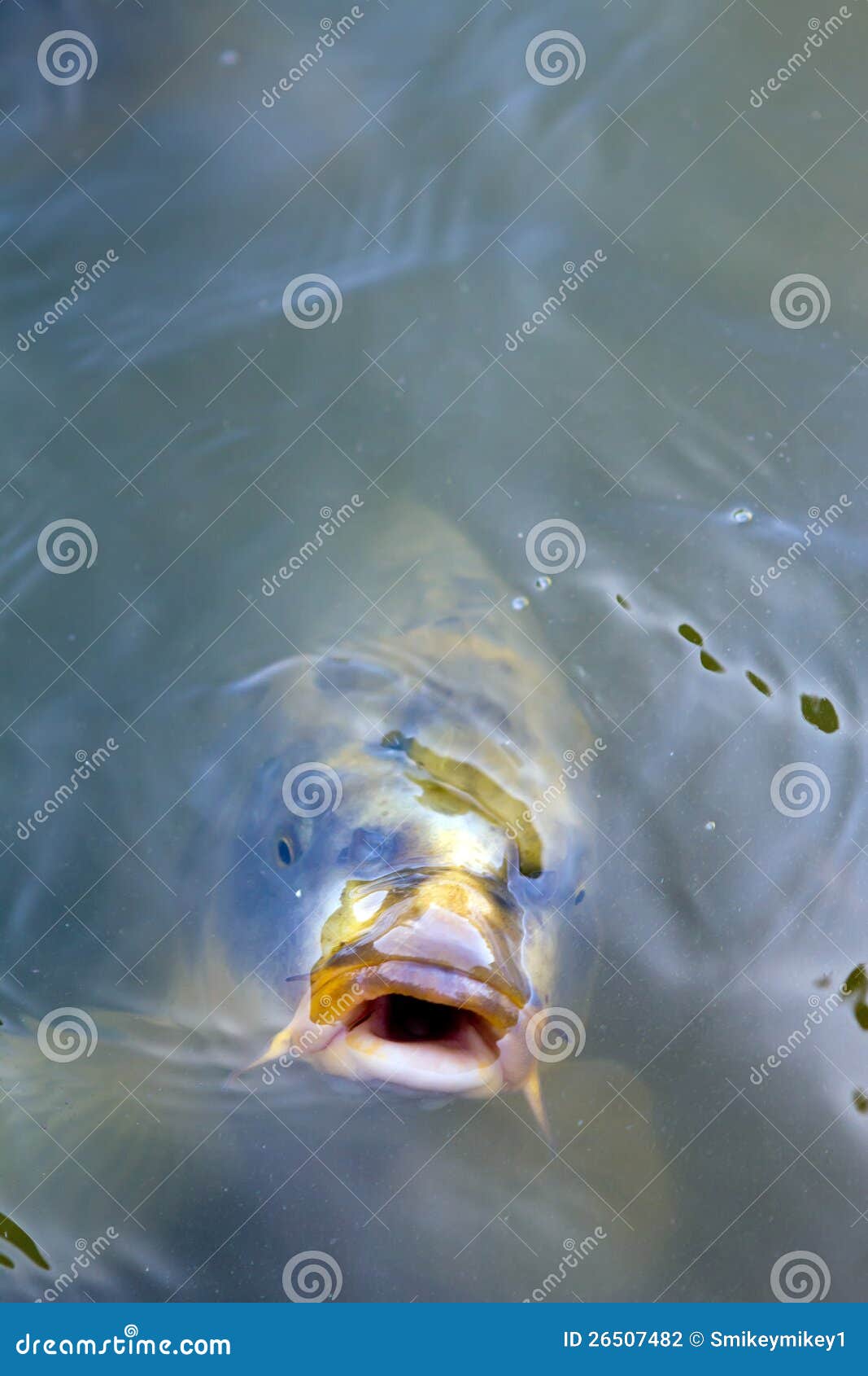 Open Mouthed Fish Looking Straight at Viewer Stock Photo - Image of ...