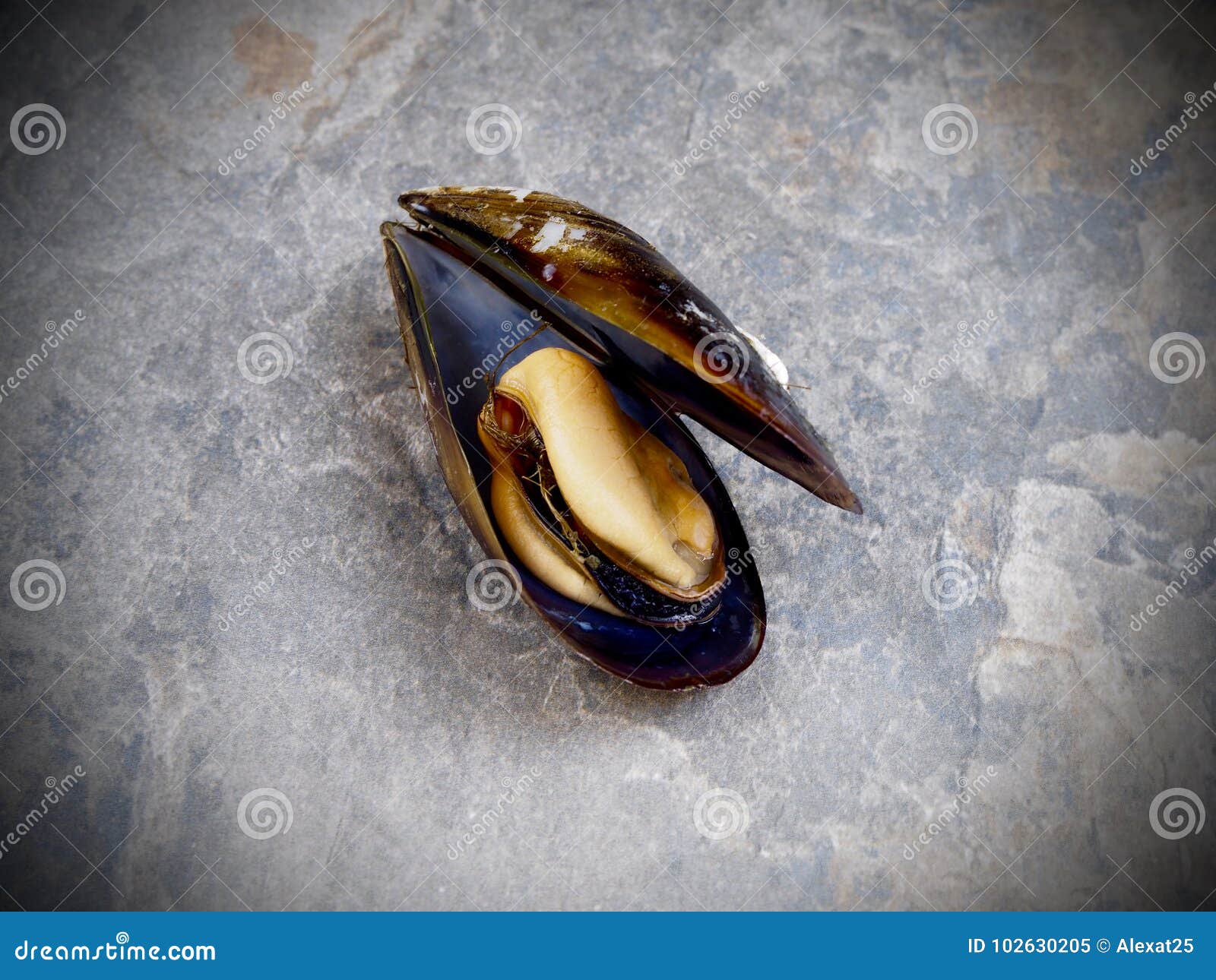 Open Mussel Shells On Sand Stock Image | CartoonDealer.com #129258895