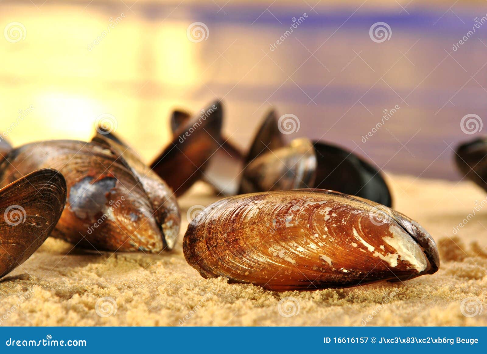 Open Mussel on a Sandy Beach Stock Image - Image of golden, mussel ...