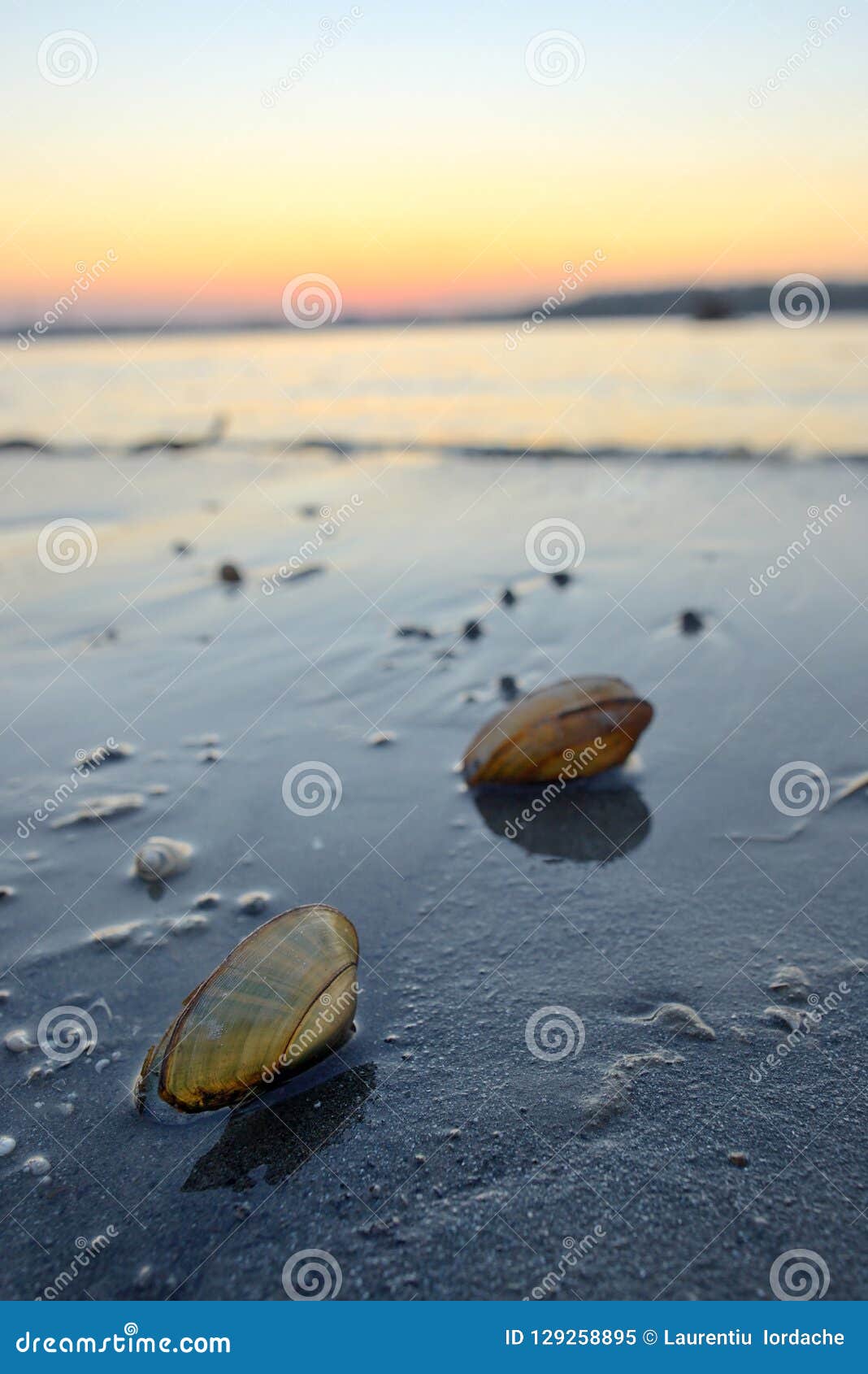 Open mussel shells on sand stock image. Image of romania - 129258895