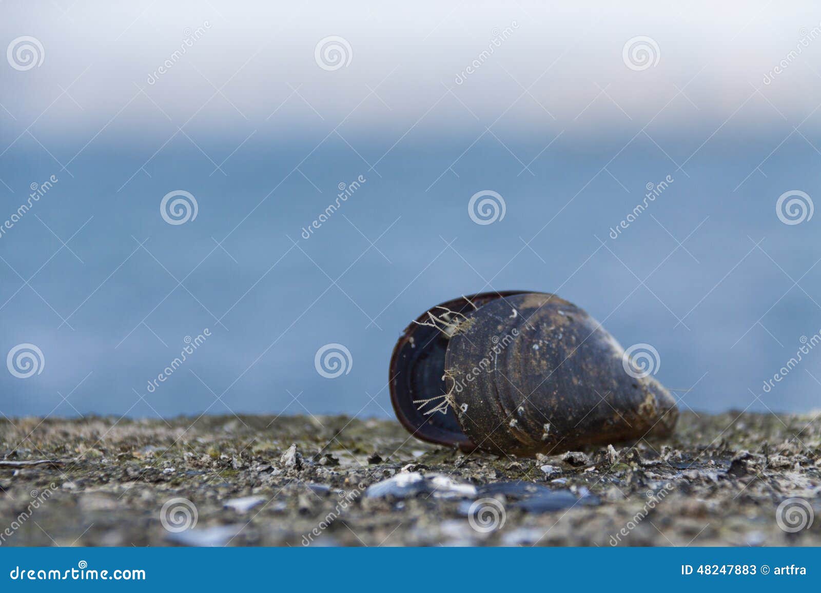 Open Mussel Shells On The Plate Stock Photography | CartoonDealer.com ...
