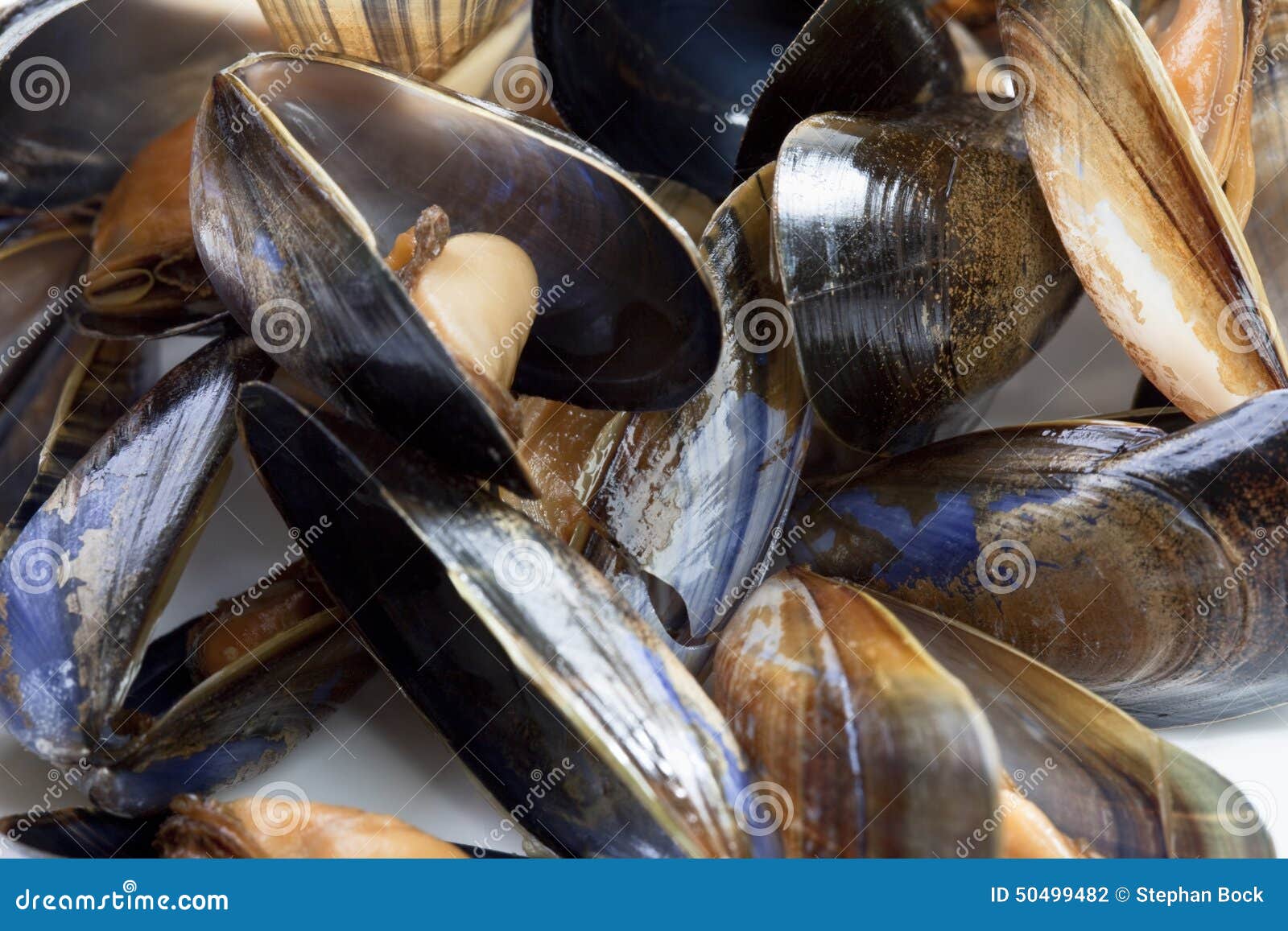 Open Mussels, close-up stock photo. Image of dinner, indulgence - 50499482