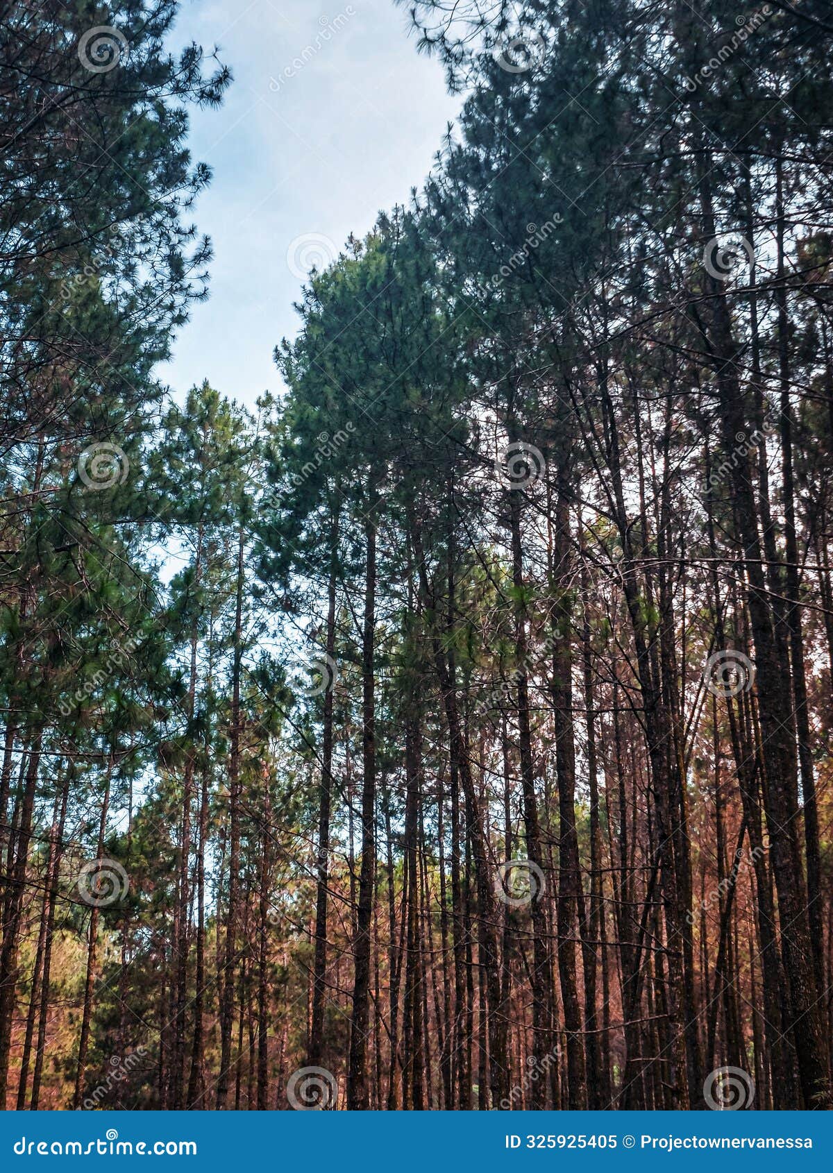 Open Natural Views with Shady Trees Make it Cool Stock Image - Image of ...