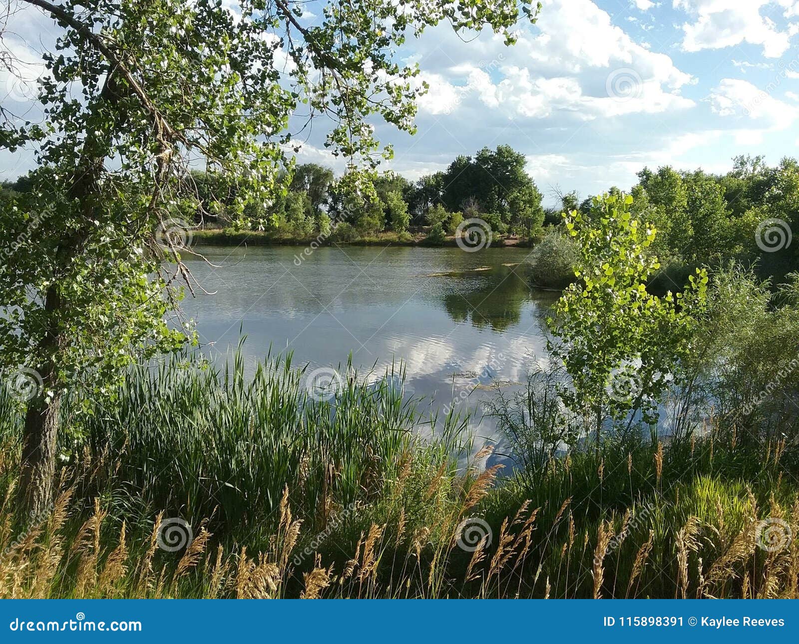 Open nature area stock image. Image of area, open, nature - 115898391