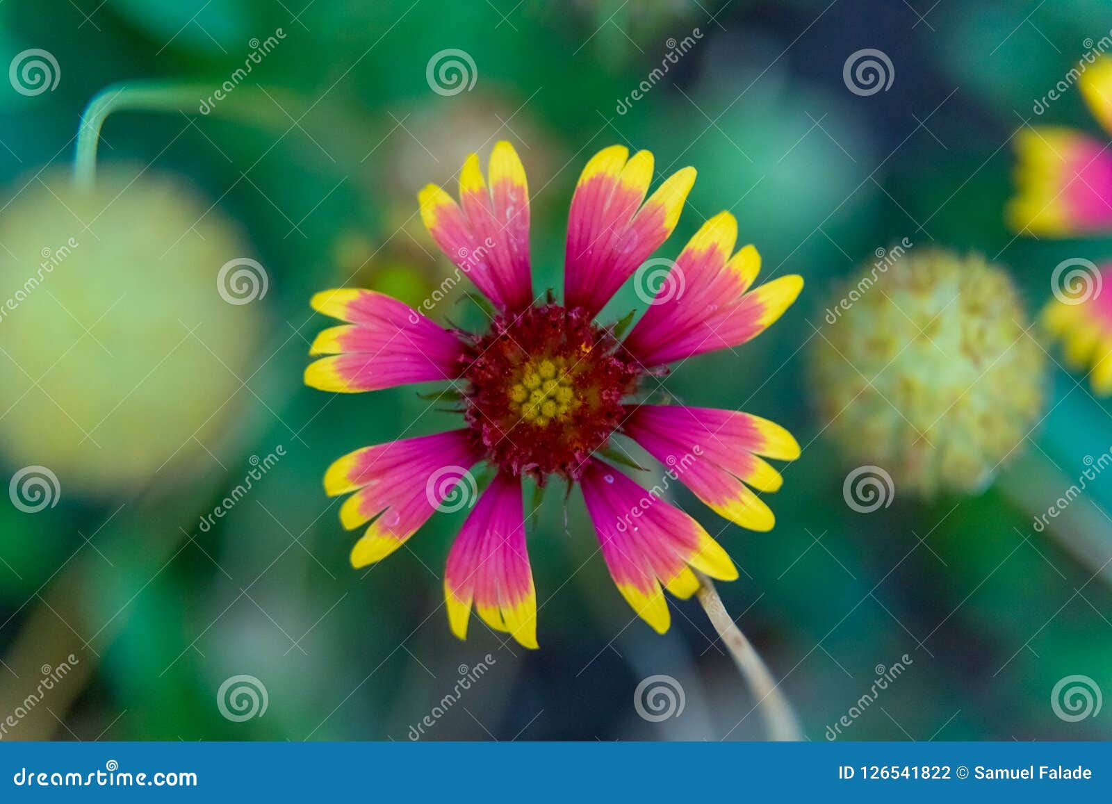 Open nature in circles stock photo. Image of feeding - 126541822