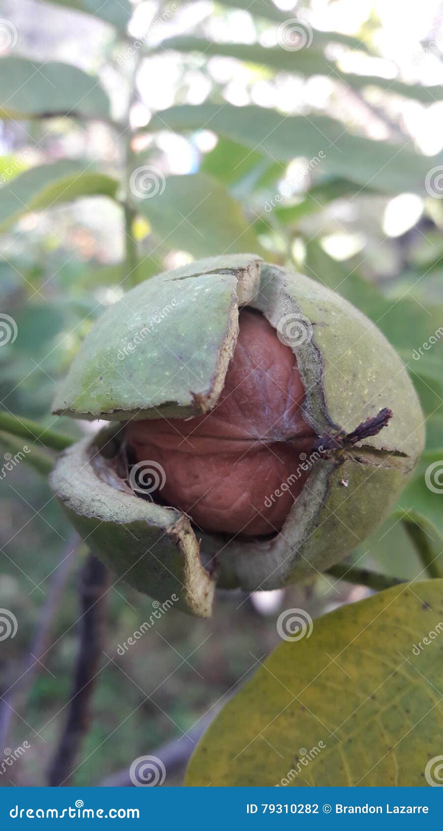 Open Nut stock photo. Image of nature, sheet, green, fruit - 79310282