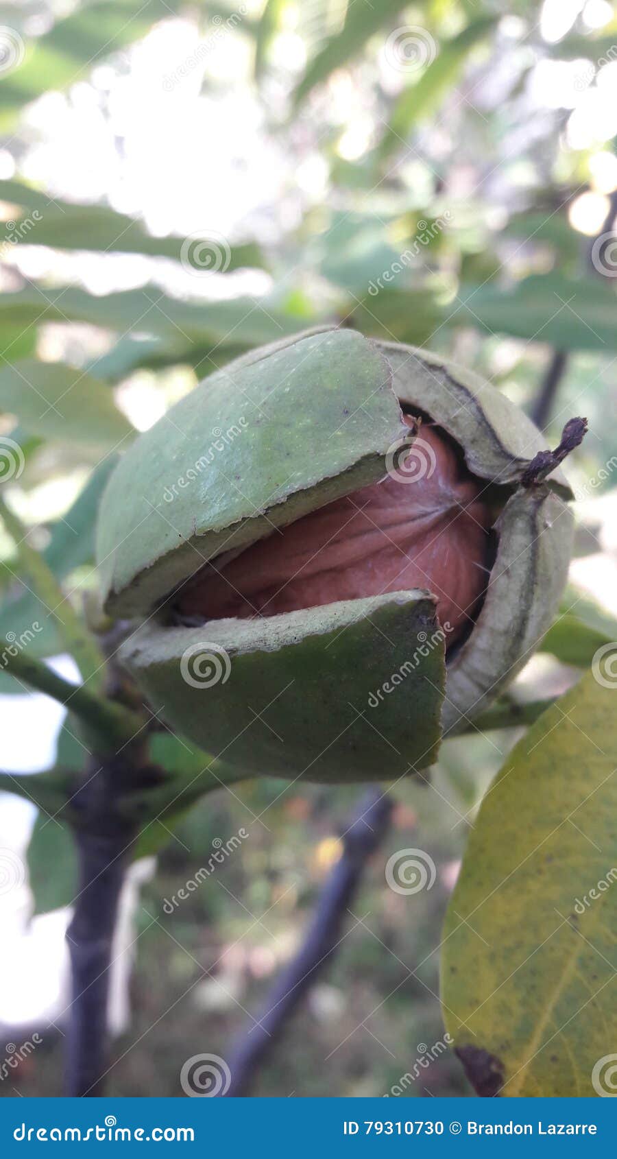 Open Nut stock photo. Image of nature, green, sheet, open - 79310730