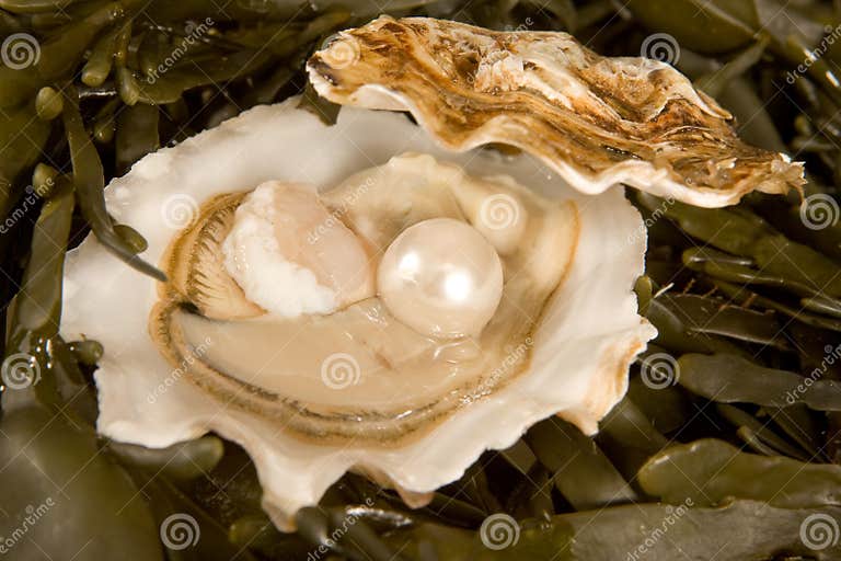 Open oester met parel stock afbeelding. Image of kostbaar - 7306561