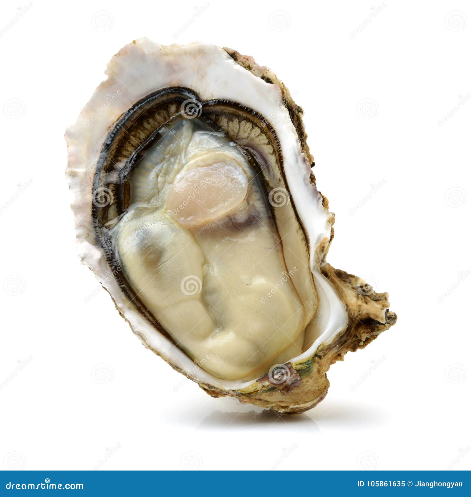 Open oesters stock afbeelding. Image of schelp, enkelvoudig - 105861635
