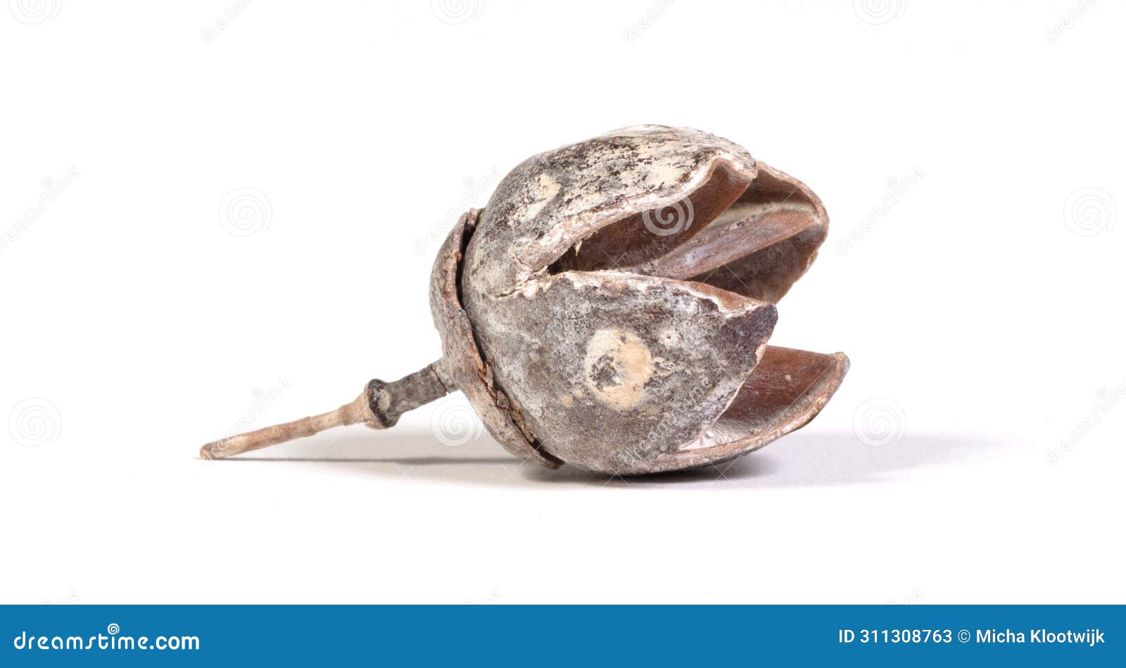 Open Old Seed, Isolated on White Stock Image - Image of white, isolated ...