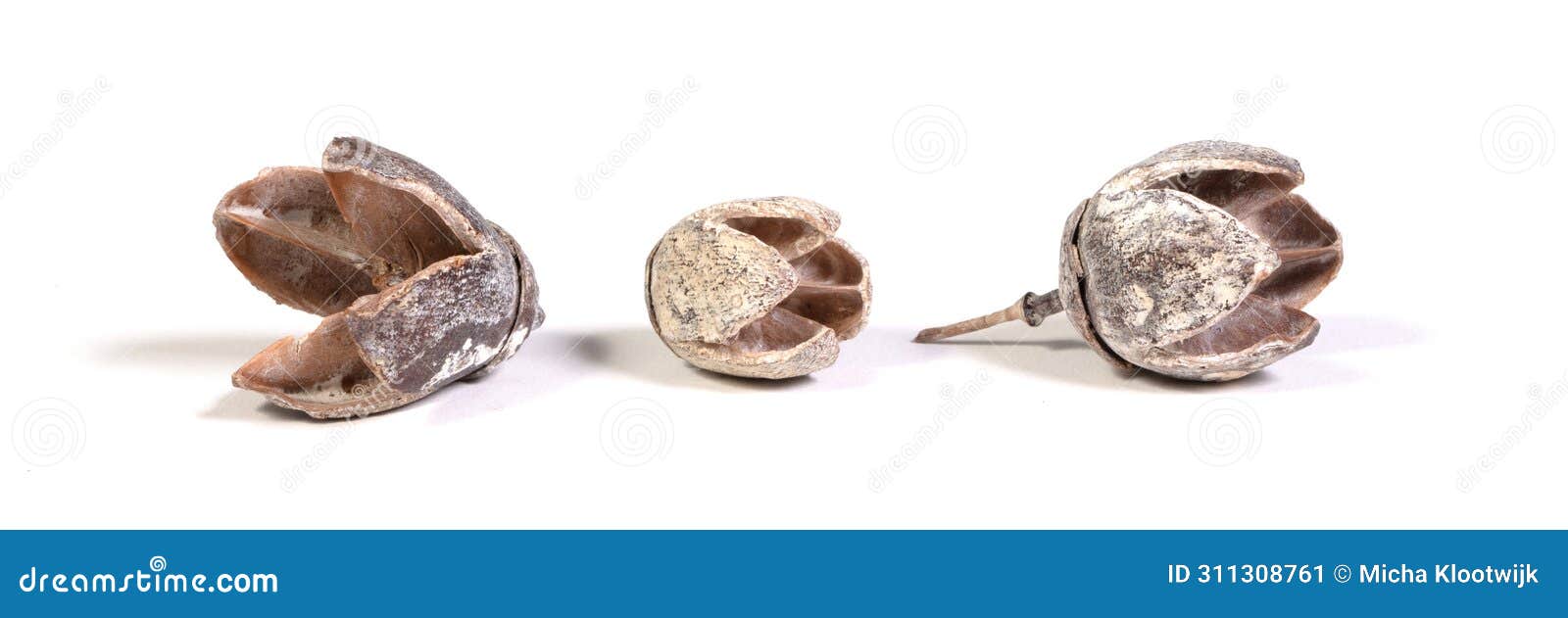 Open Old Seeds, Isolated on White Stock Image - Image of seed, growing ...