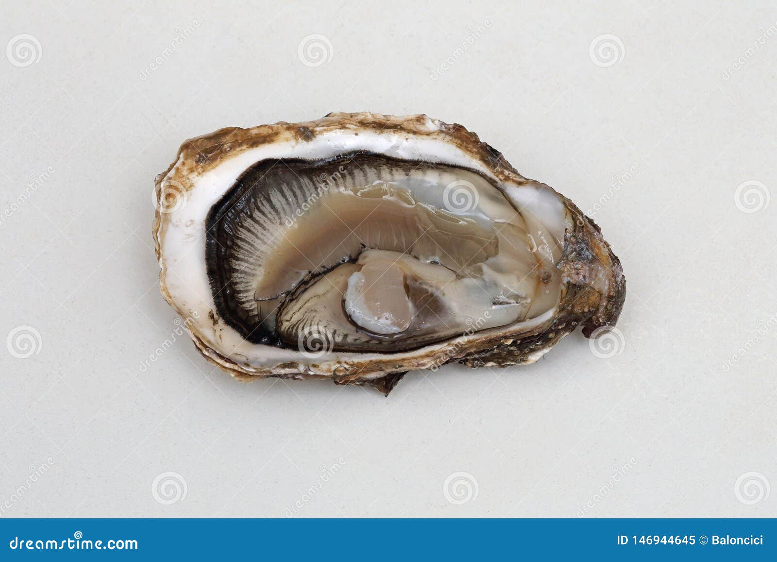 Open Oyster stock image. Image of open, oyster, opened - 146944645