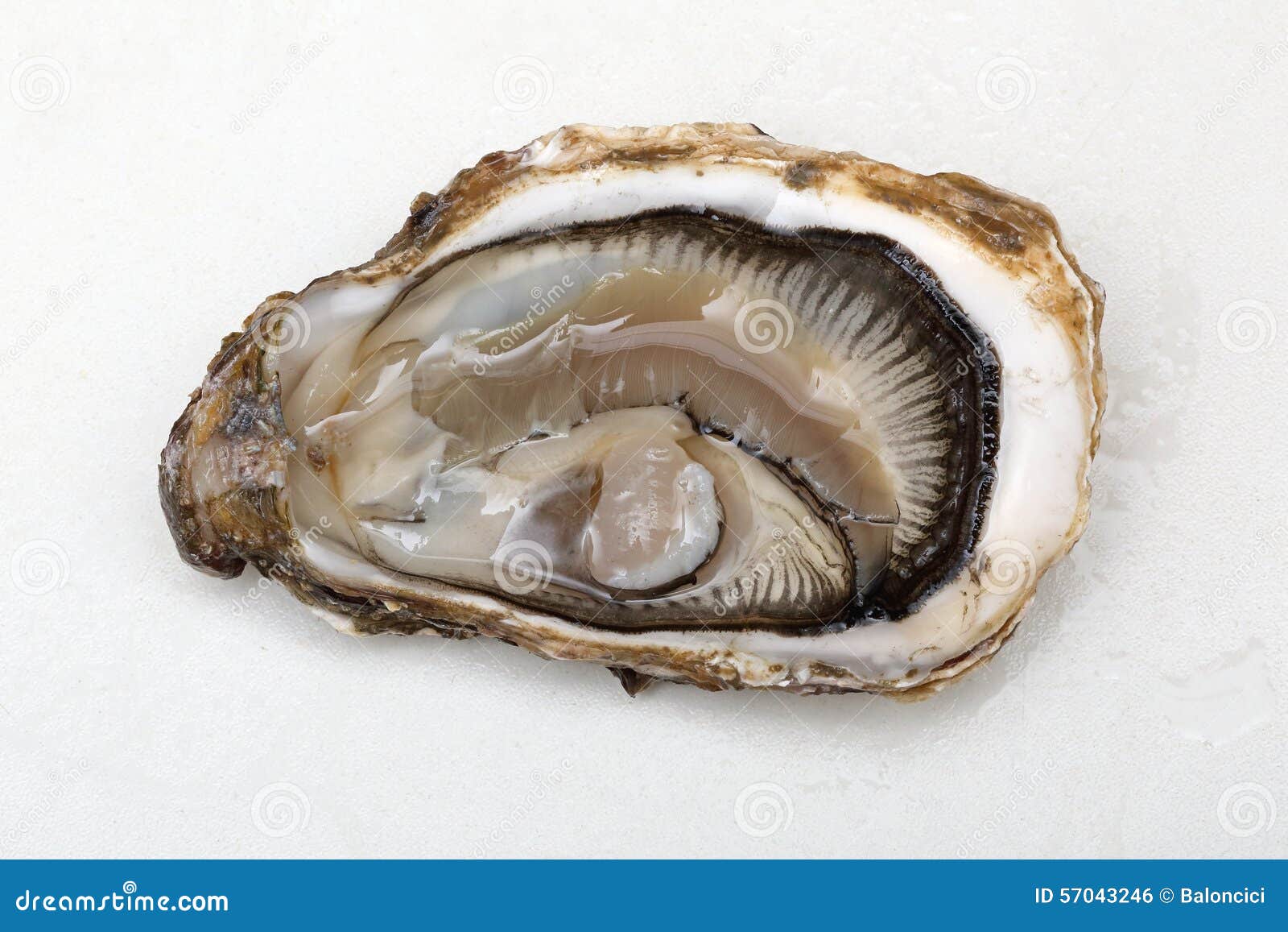 Open Oyster stock photo. Image of seafood, oyster, open - 57043246