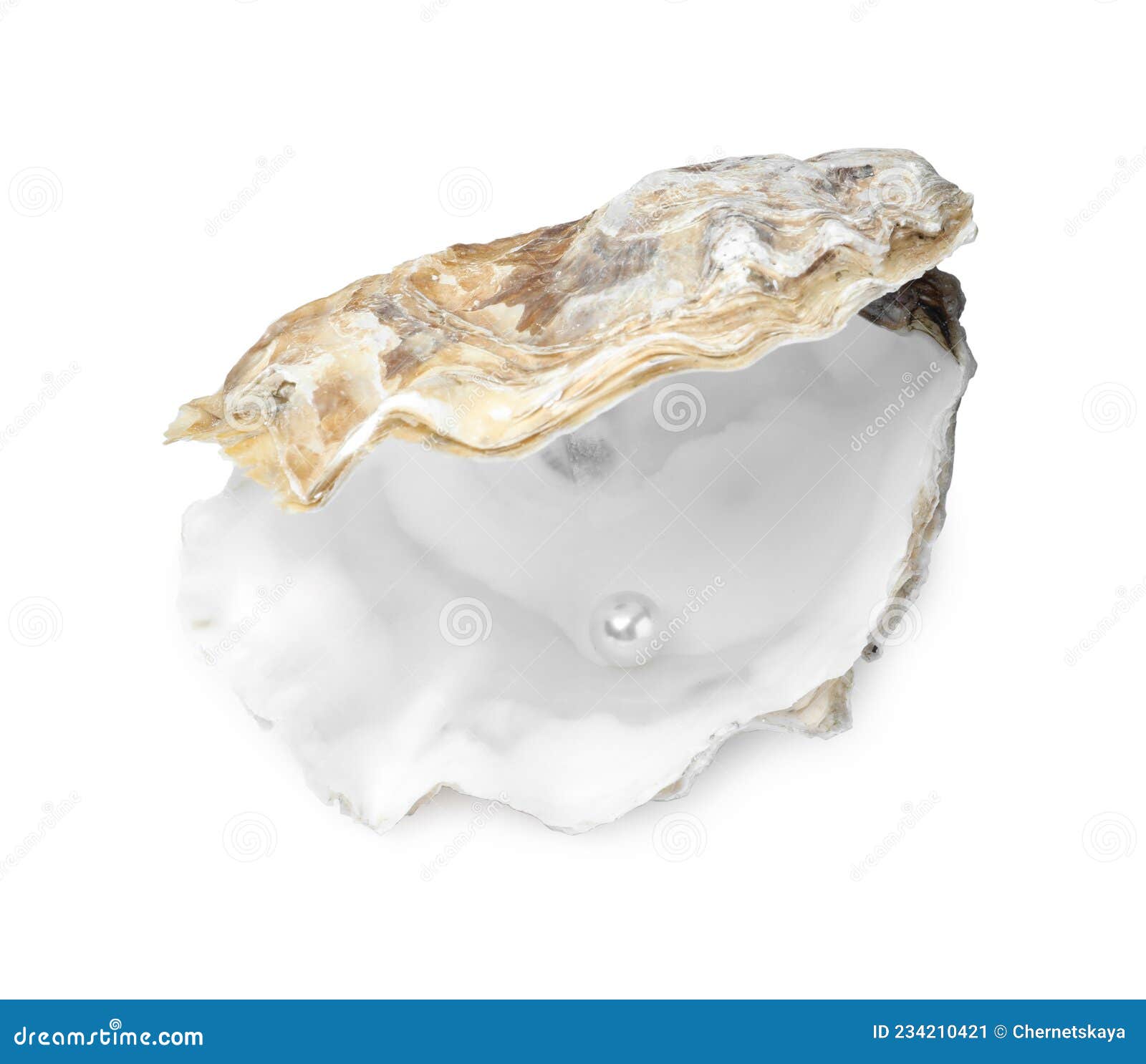 Open Oyster with Pearl Isolated on White Stock Image - Image of oyster ...