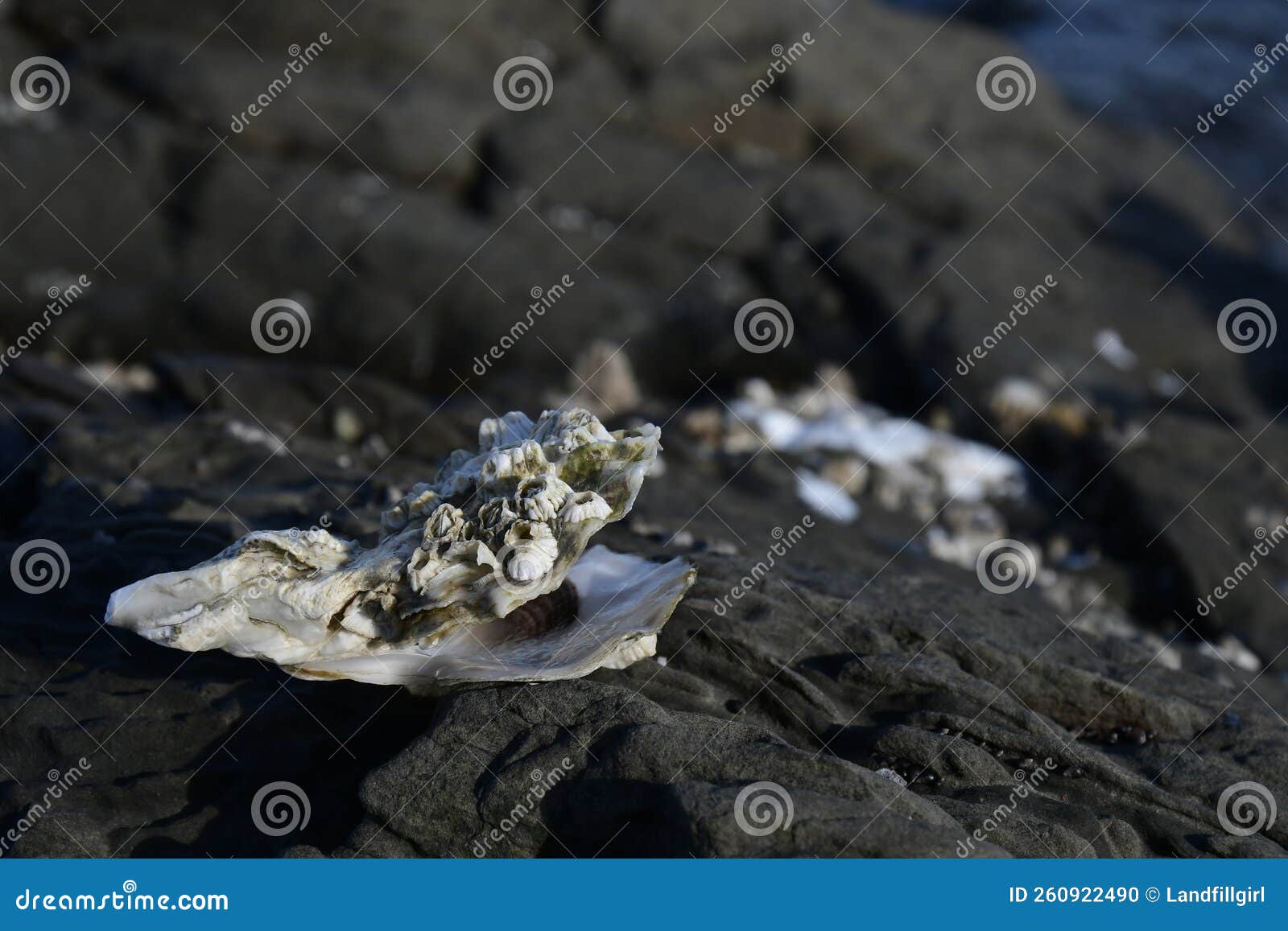 Open Oyster Shell with Barnacles Stock Photo - Image of ocean, black ...