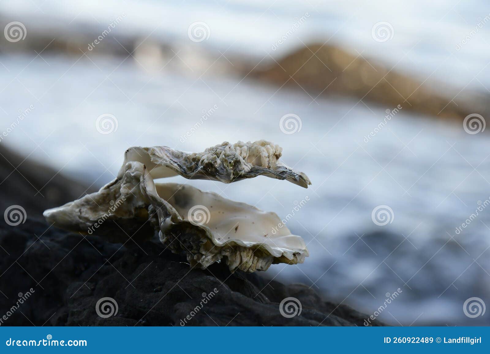 Open Oyster Shell with Barnacles Stock Image - Image of dinner, fresh ...