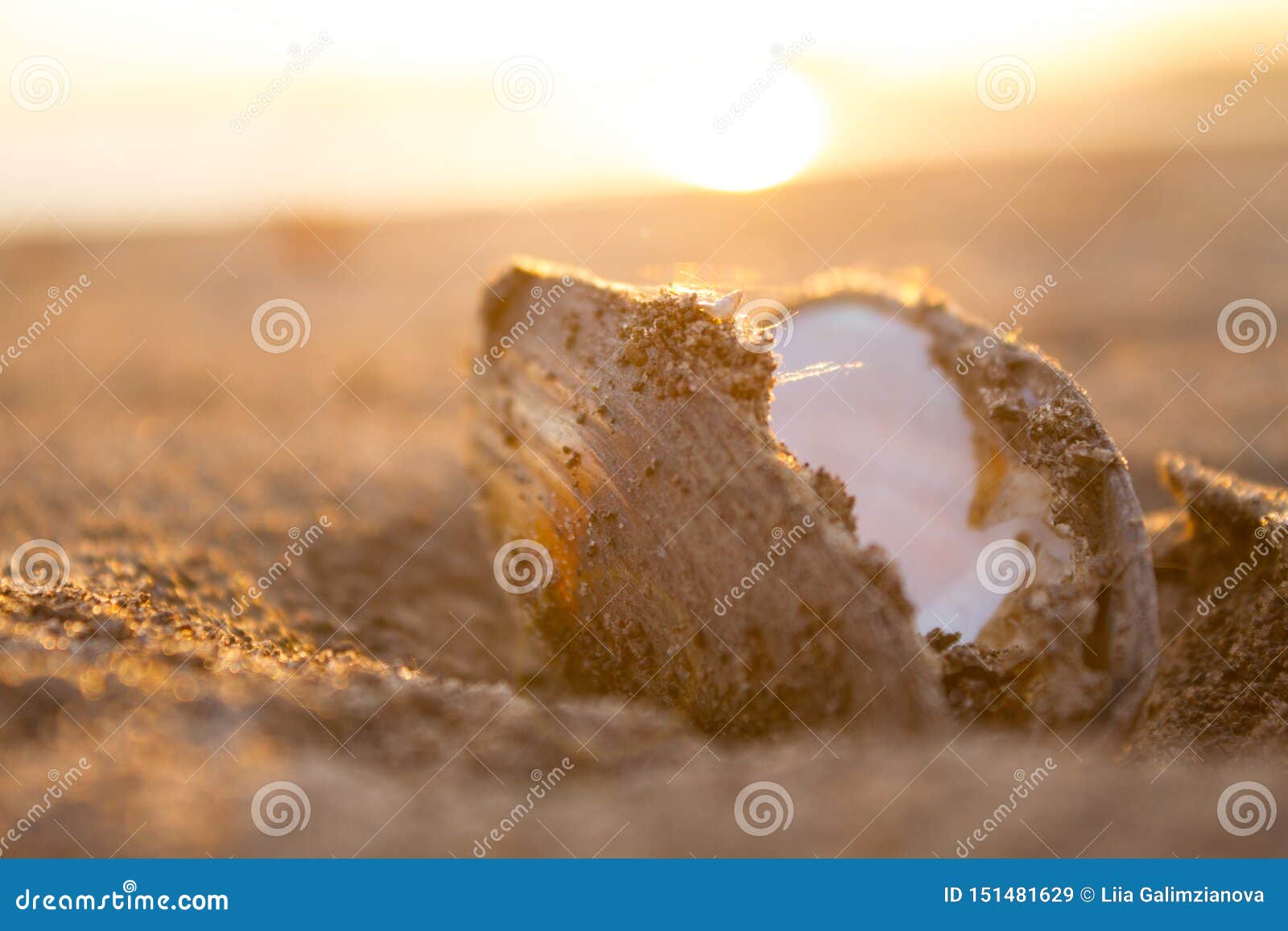 Open oyster shell stock image. Image of yellow, water - 151481629
