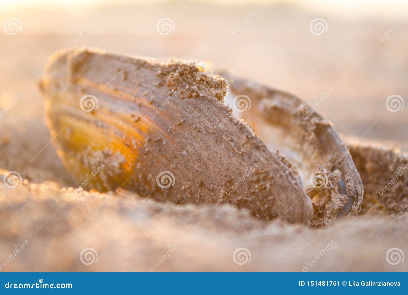Open oyster shell stock image. Image of shell, open - 151481761