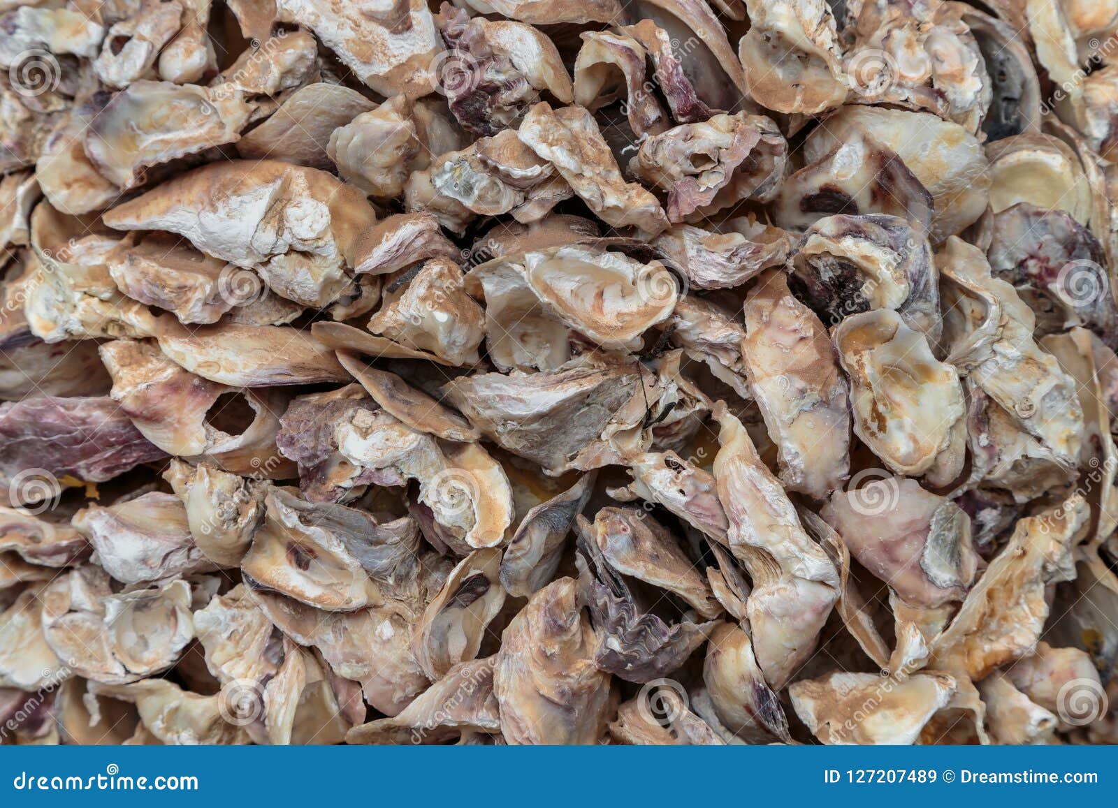 Open Oyster Shell on Beach, Normandy, France Stock Image - Image of ...