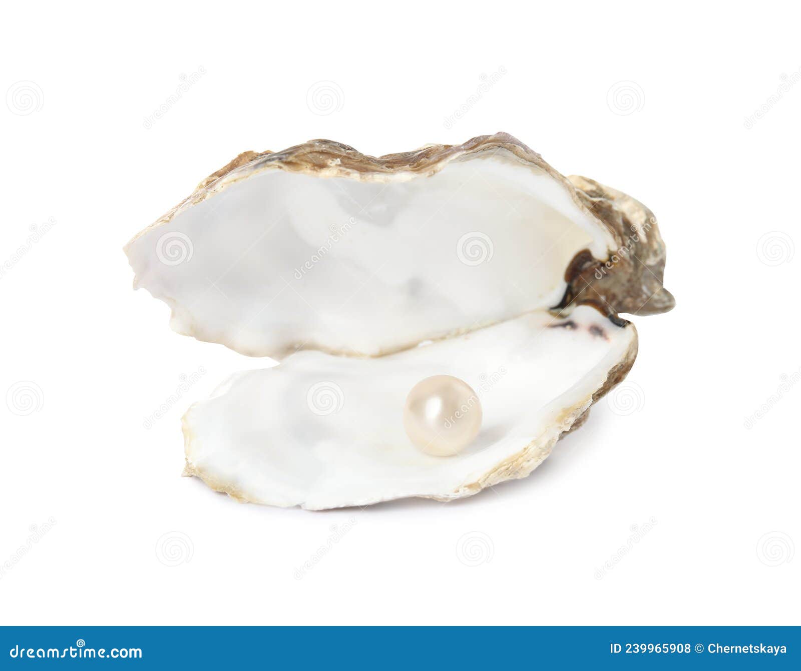 Open Oyster Shell with Pearl on White Background Stock Photo - Image of ...
