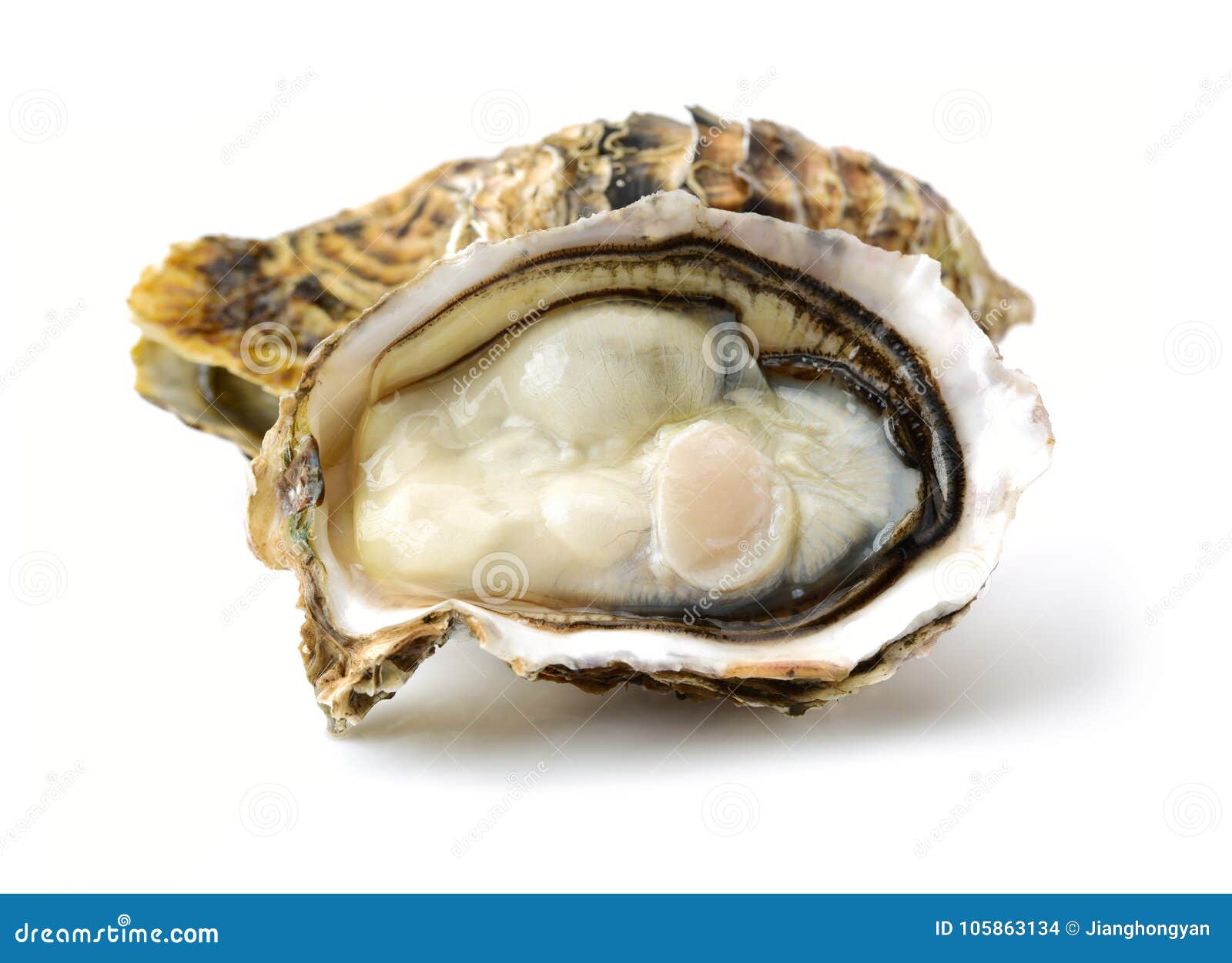 Open oysters stock photo. Image of luxury, healthy, wire - 105863134