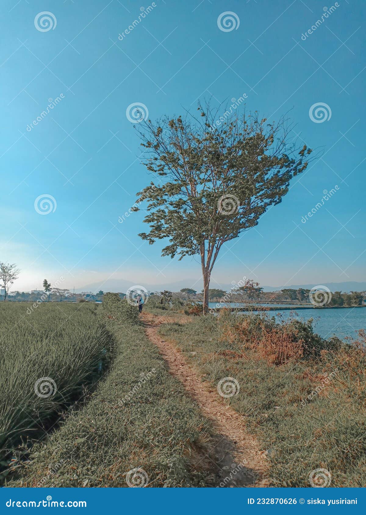 Open Park with Lake and Wide Grass Stock Photo - Image of hill, tree ...