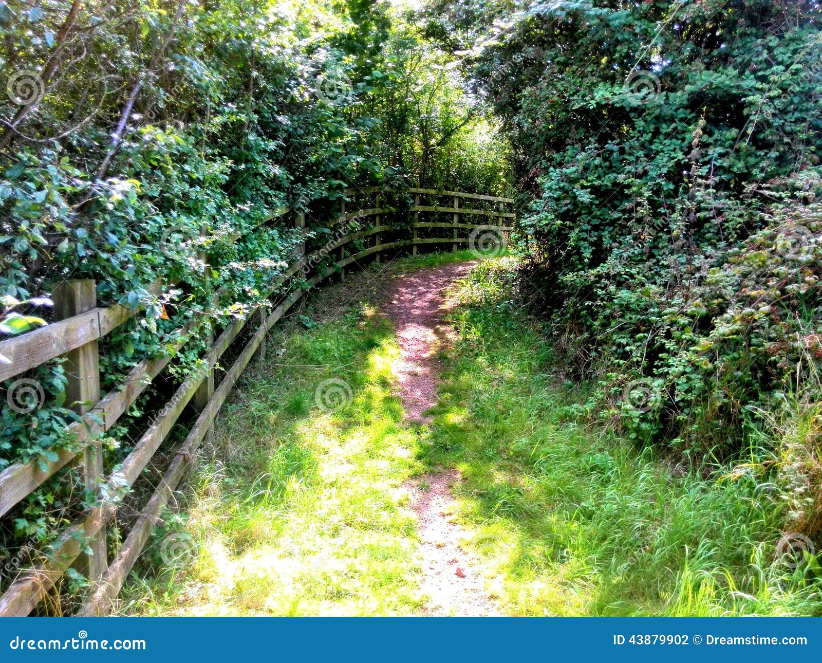 OPEN PATH stock photo. Image of shrubs, incline, bend - 43879902