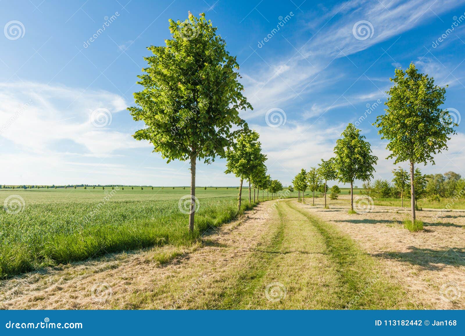 Open path on a sunny day stock photo. Image of landscape - 113182442